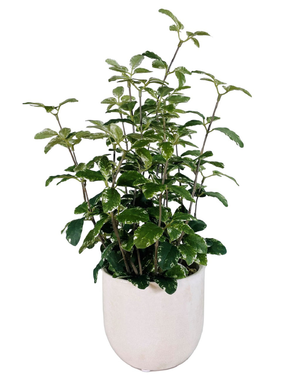 Ebern Designs Variegated Foliage Pot 16" | Wayfair