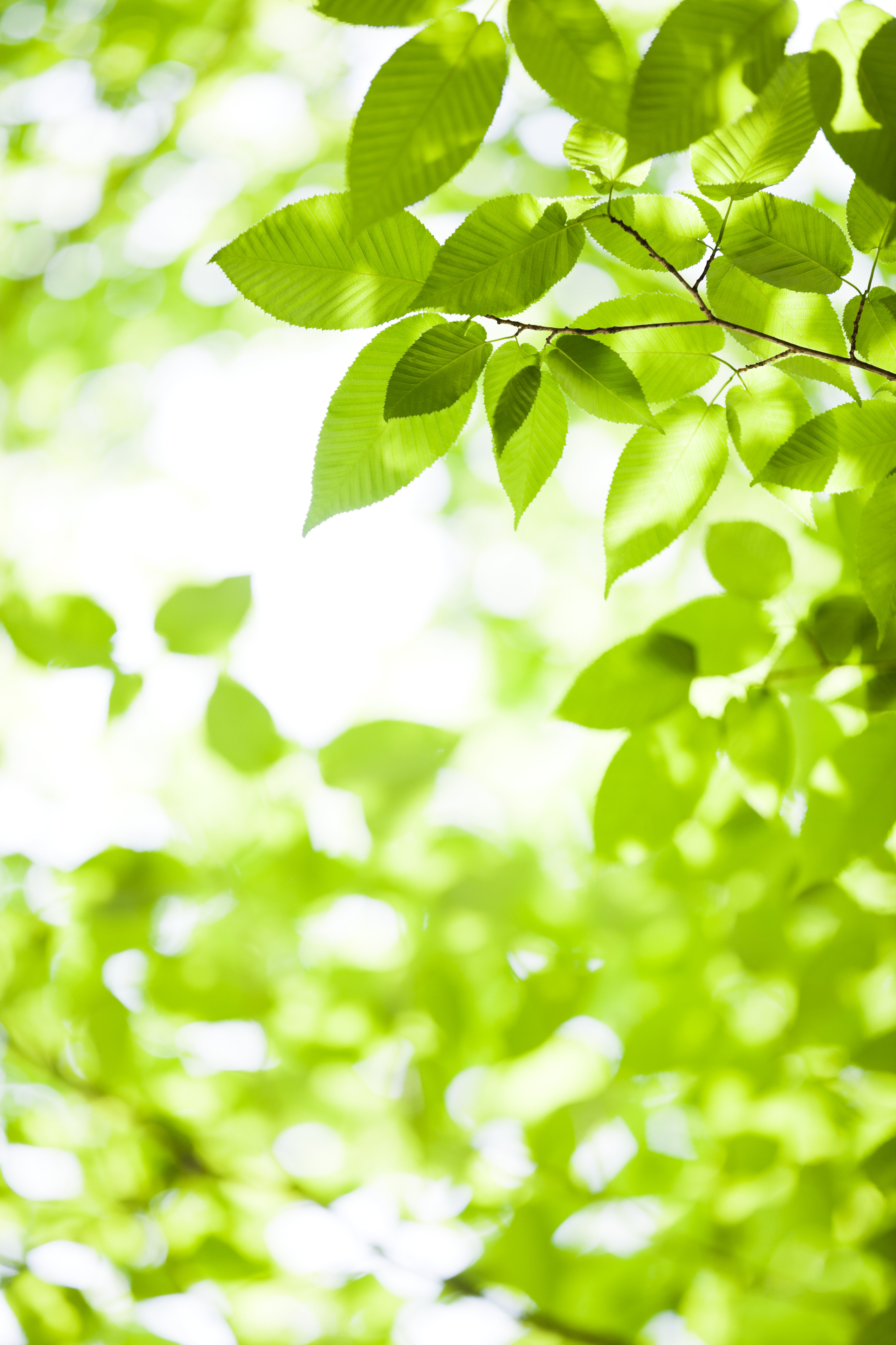 Ebern Designs Shining Fresh Leaves by Ooyoo | Wayfair