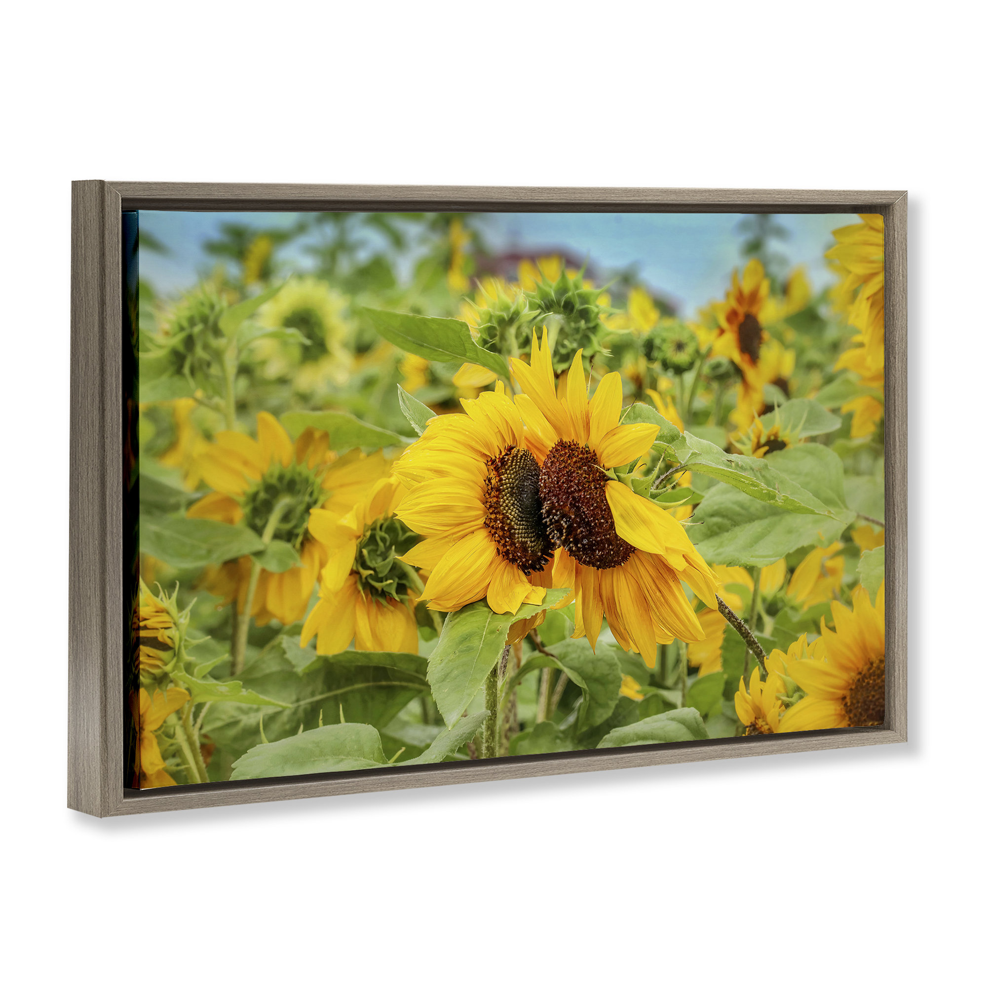 August Grove® Sunflower Field Photography Framed Floater Canvas by ...