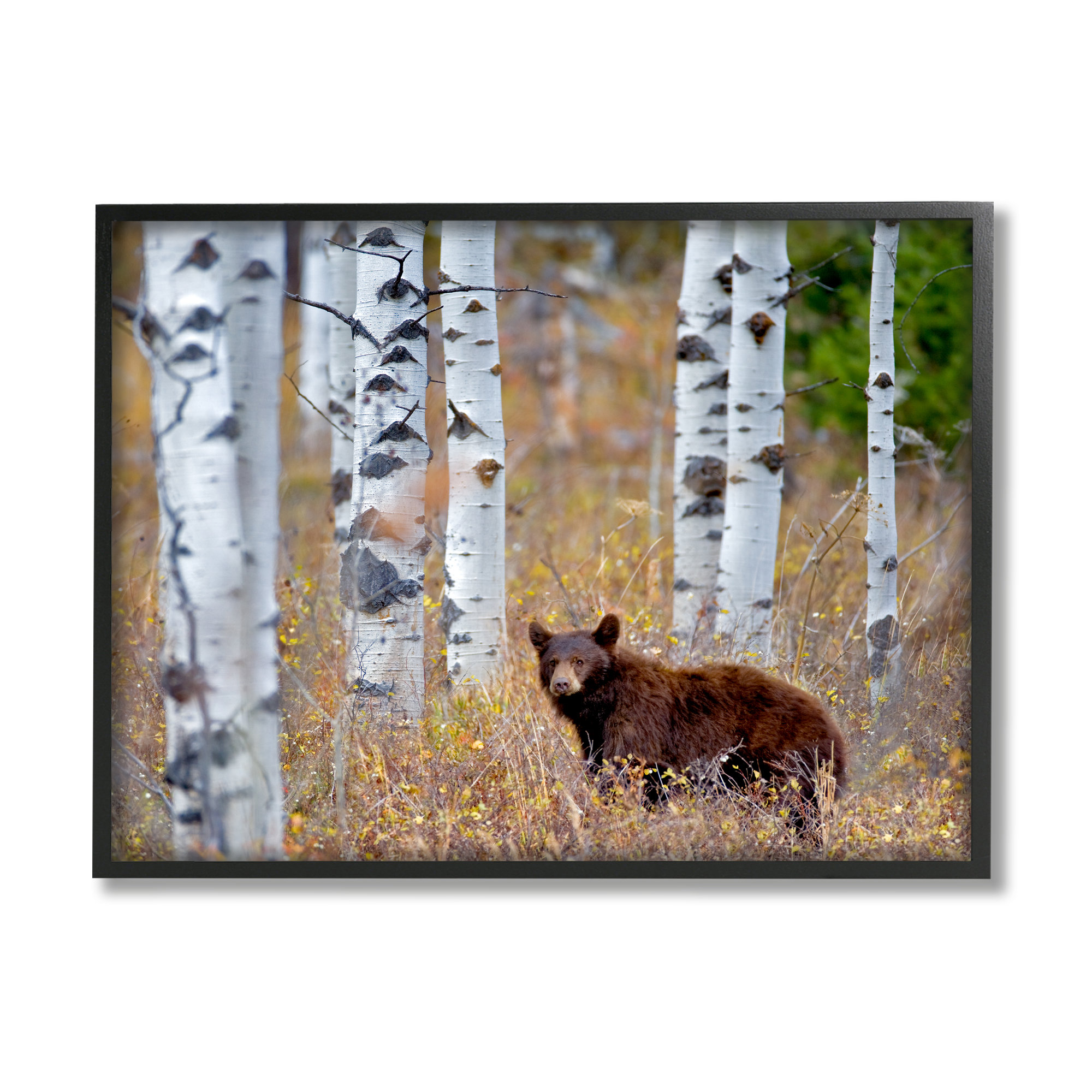 Stupell Industries Bear Cub Birch Tree Thicket Framed On Wood by Dennis ...