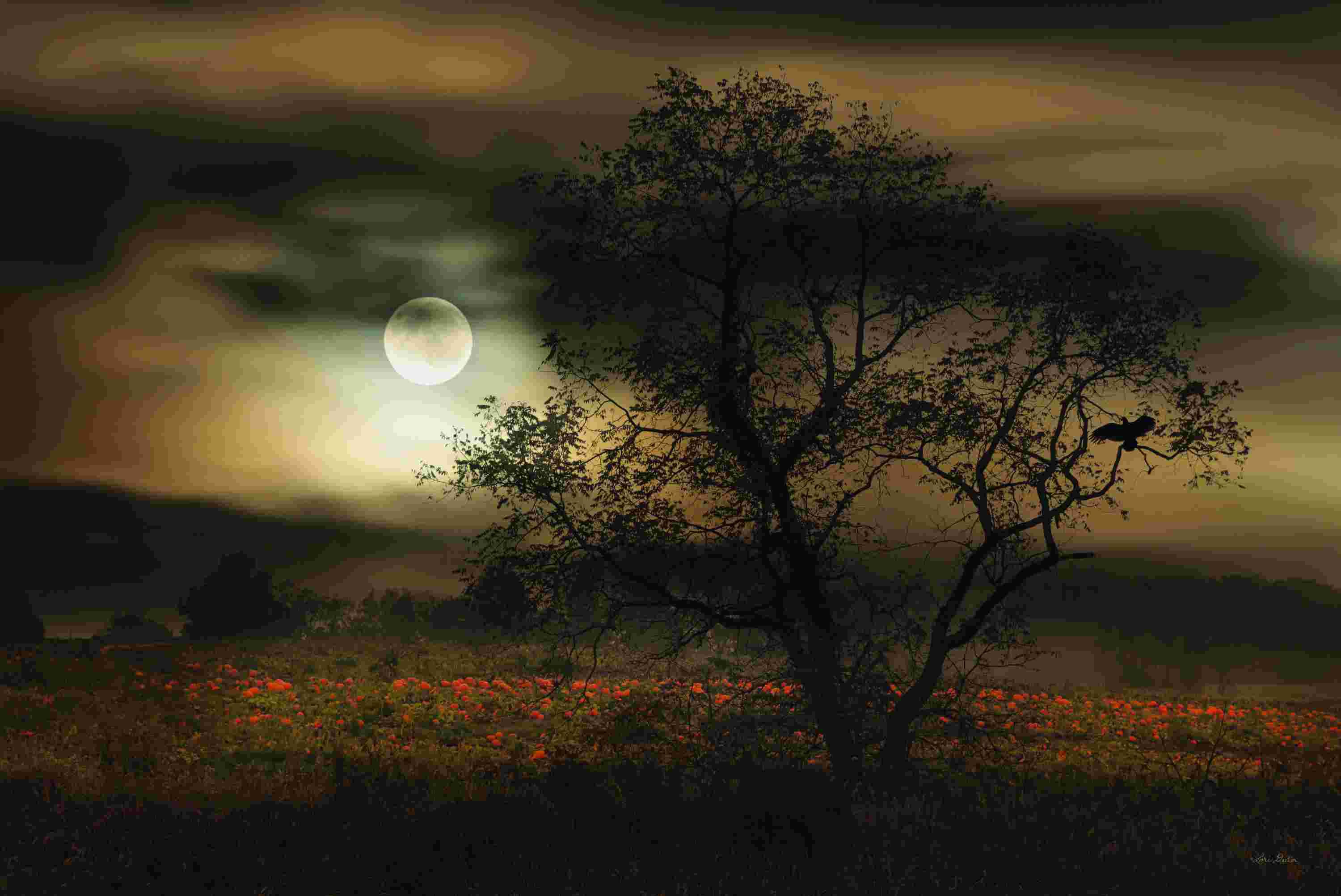 Loon Peak® When Pumpkins Glow By Moonlight | Wayfair