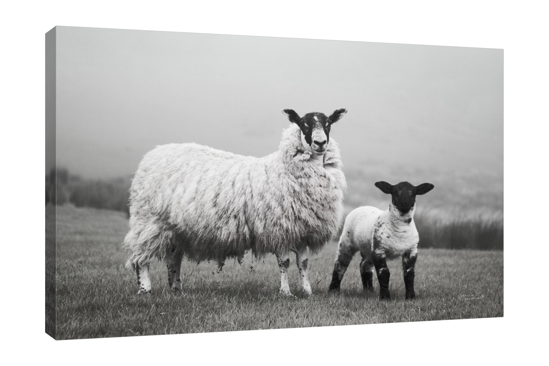 Jaxson Rea "Islay Sheep I" Gallery Wrapped Canvas By Laura Marshall ...
