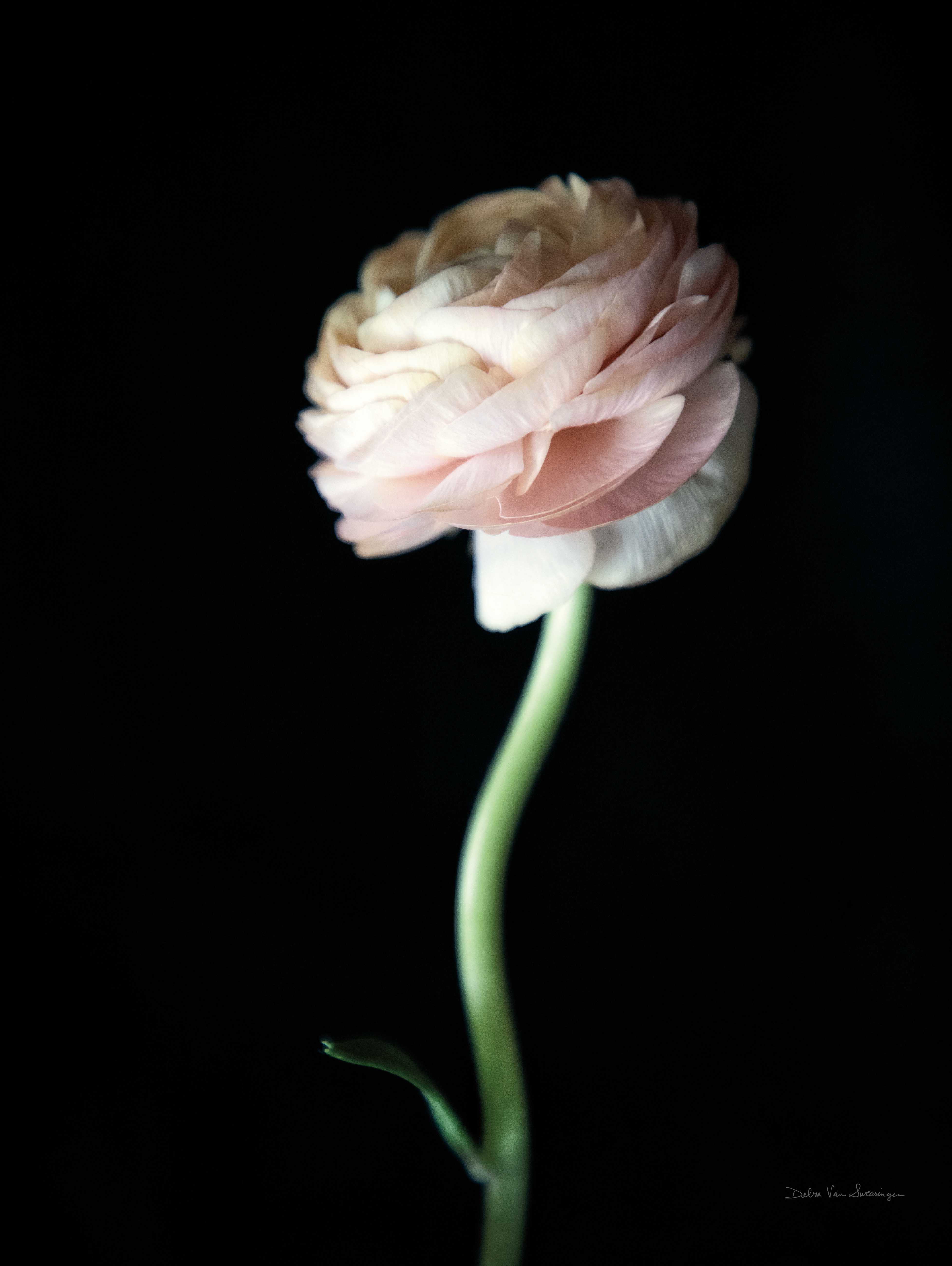 Hokku Designs Chayse Single Ranunculus IV by Debra Van Swearingen ...