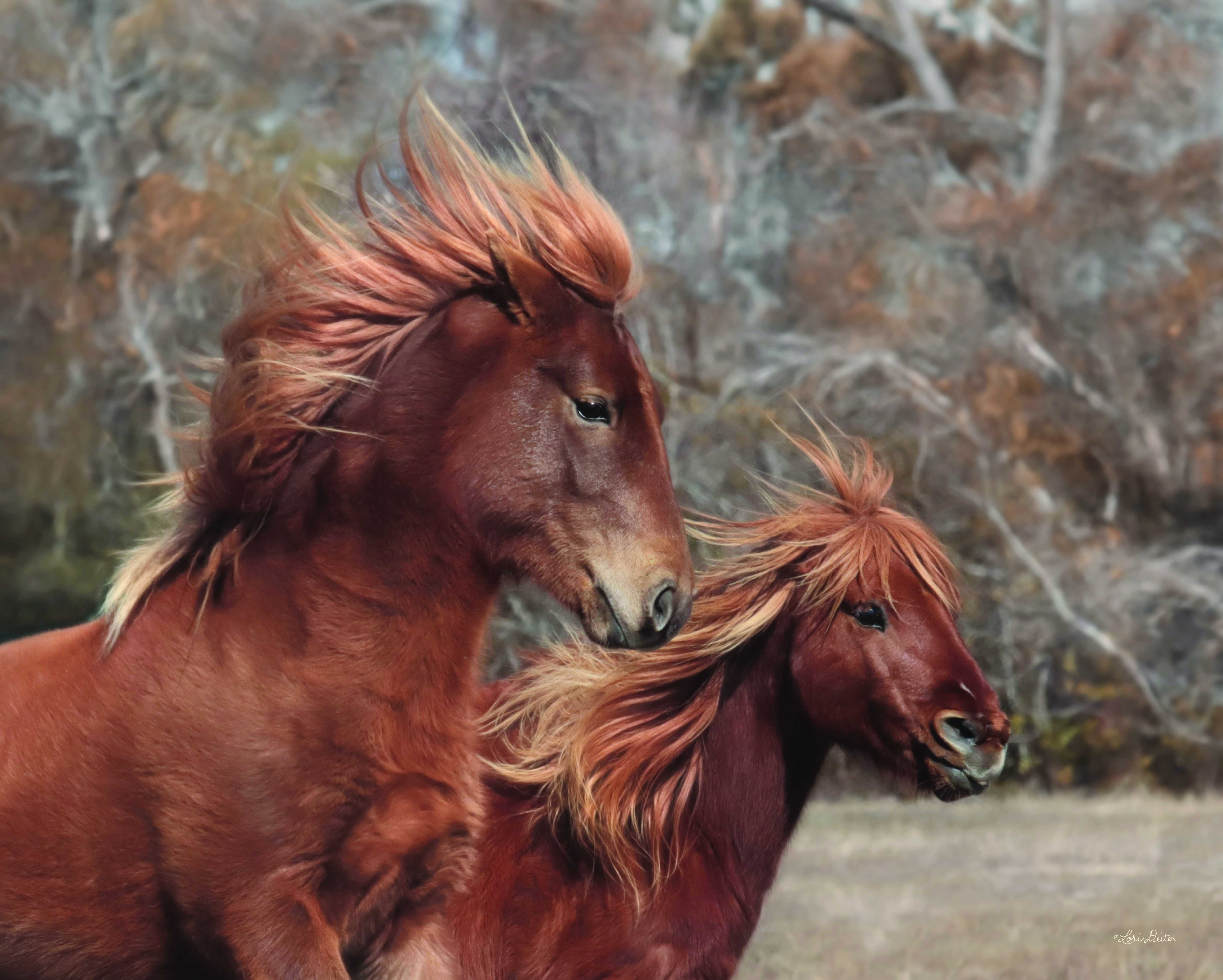 Foundry Select Assateague Horses II - Wrapped Canvas Print | Wayfair
