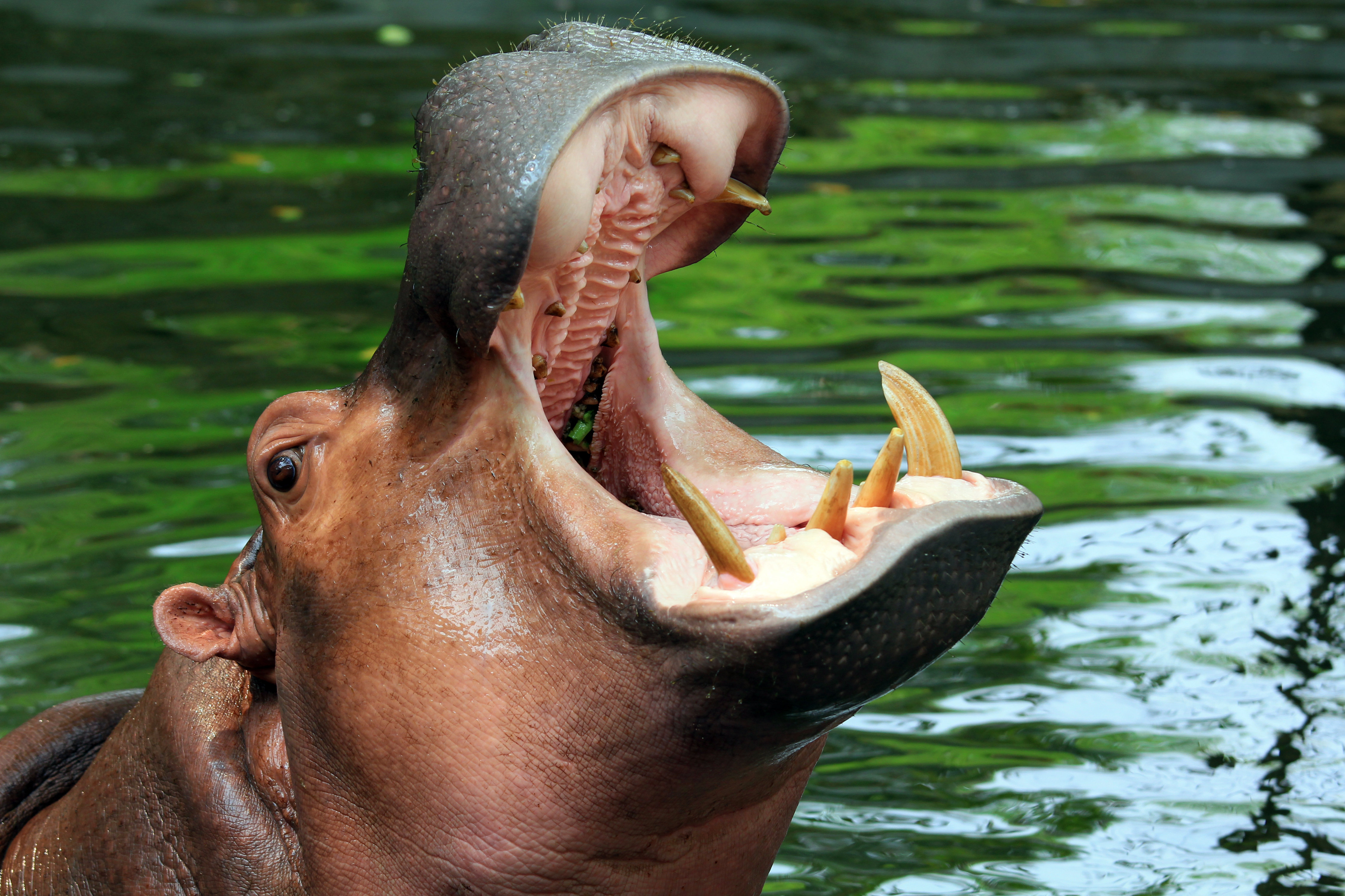 Ebern Designs Hippopotamus by Santiphotois - Wrapped Canvas Photograph ...