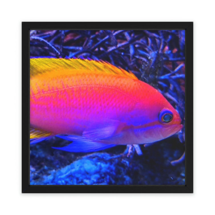 Dovecove Colorful Fish - Picture Frame Illustration | Wayfair