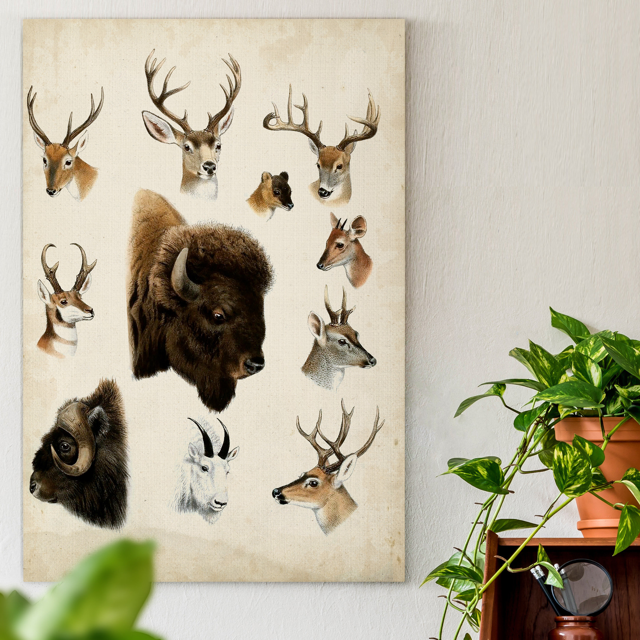Millwood Pines Western Animal Species I - Wrapped Canvas Print ...