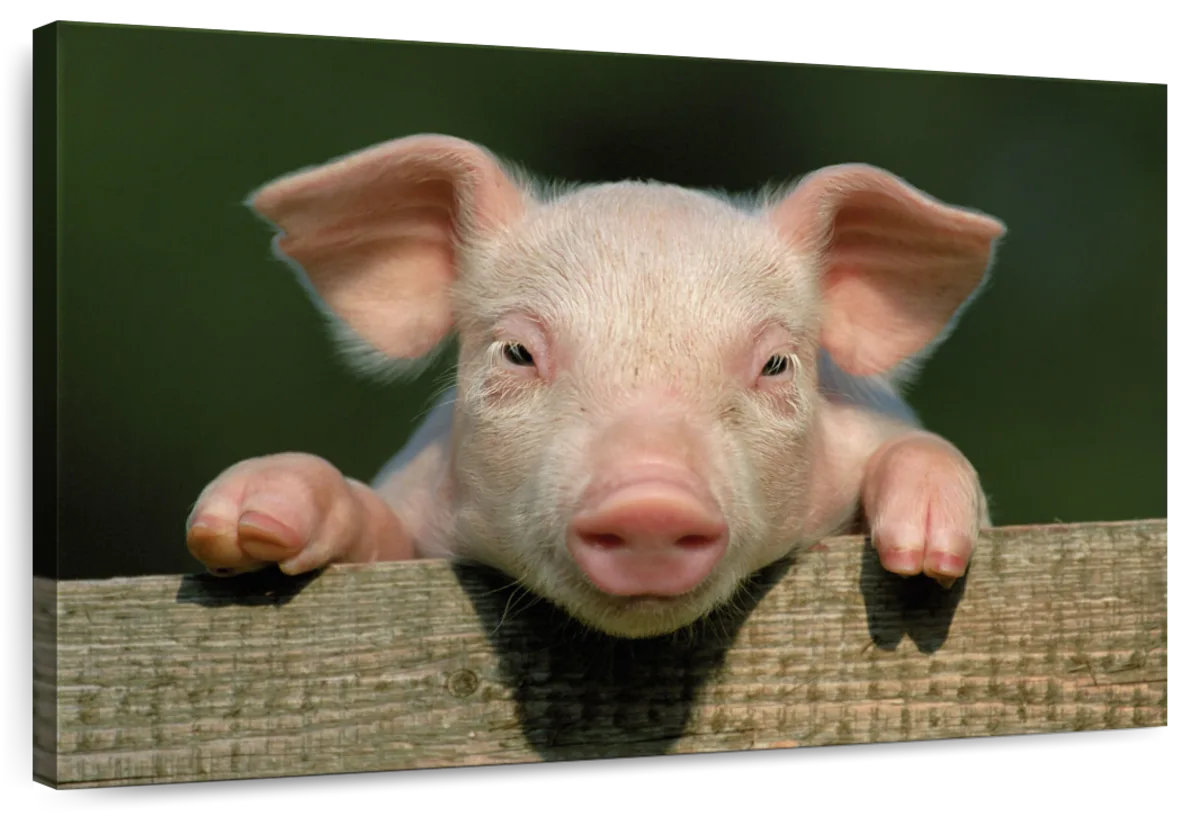 Ebern Designs Brampt Piglet On Fence | Wayfair