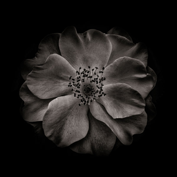 Marlow Home Co. Black And White Primrose by Brian Carson - Wrapped ...