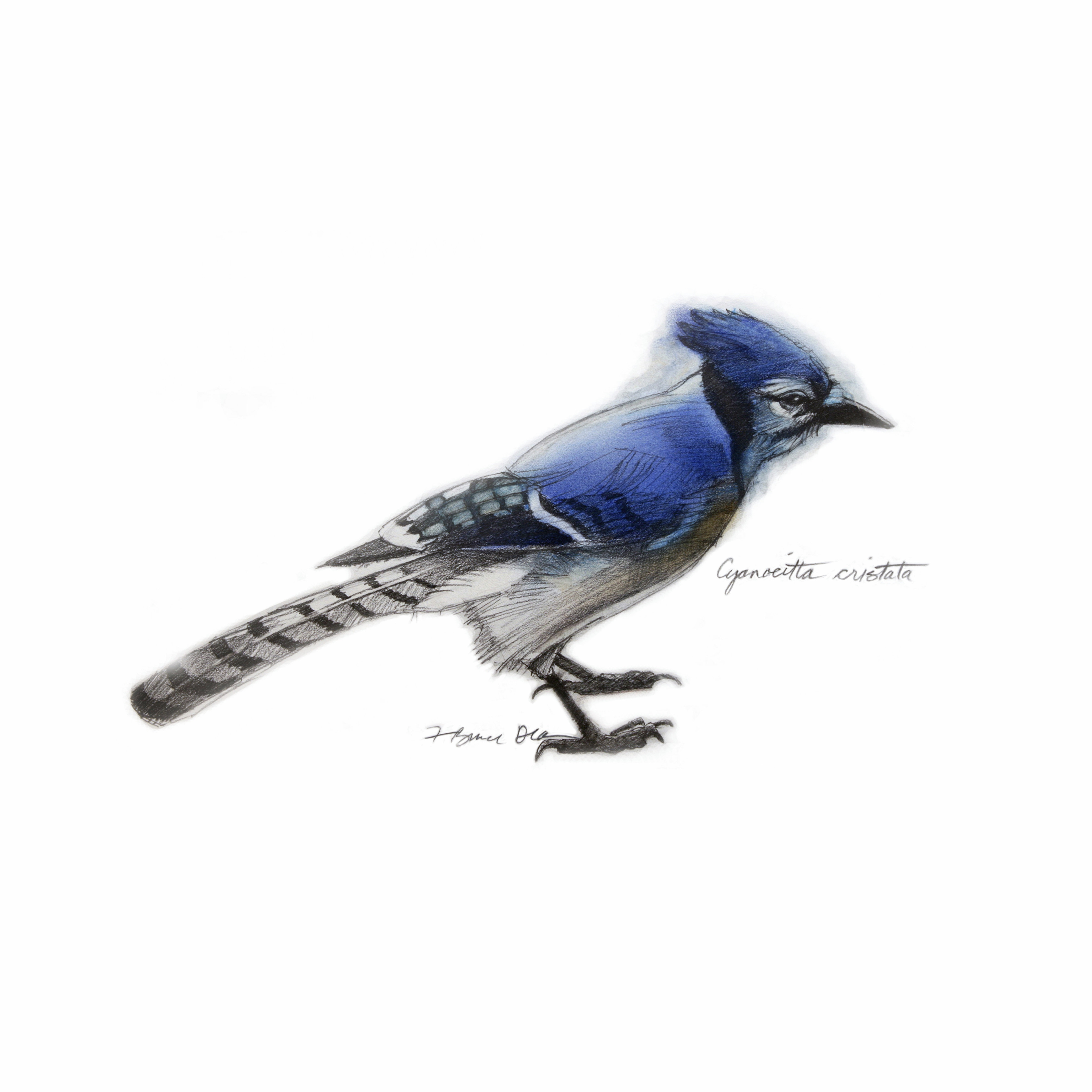 Red Barrel Studio® Songbird Study III | Wayfair