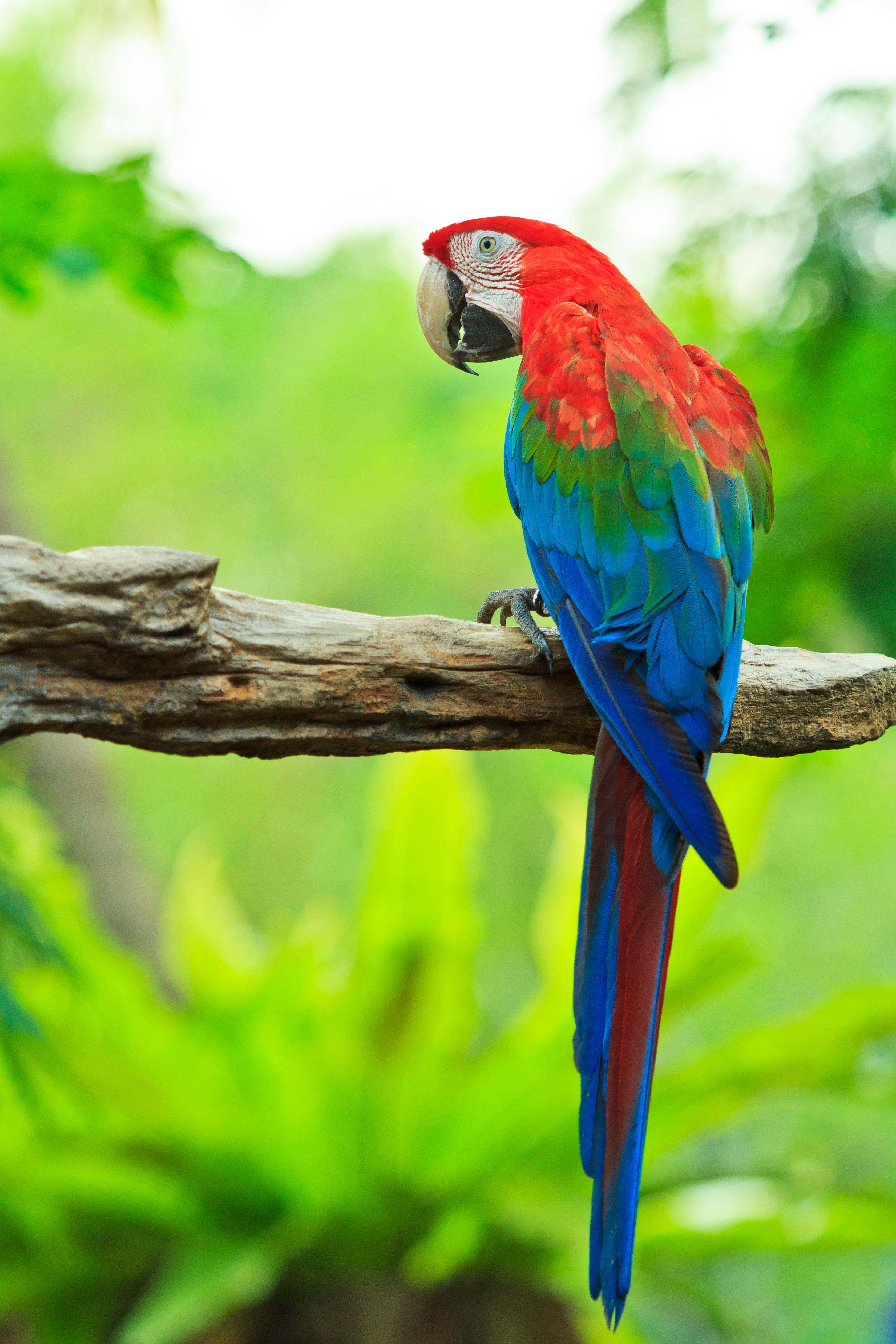 Bay Isle Home™ Macaw Parrot by Pigphoto - Wrapped Canvas Photograph ...