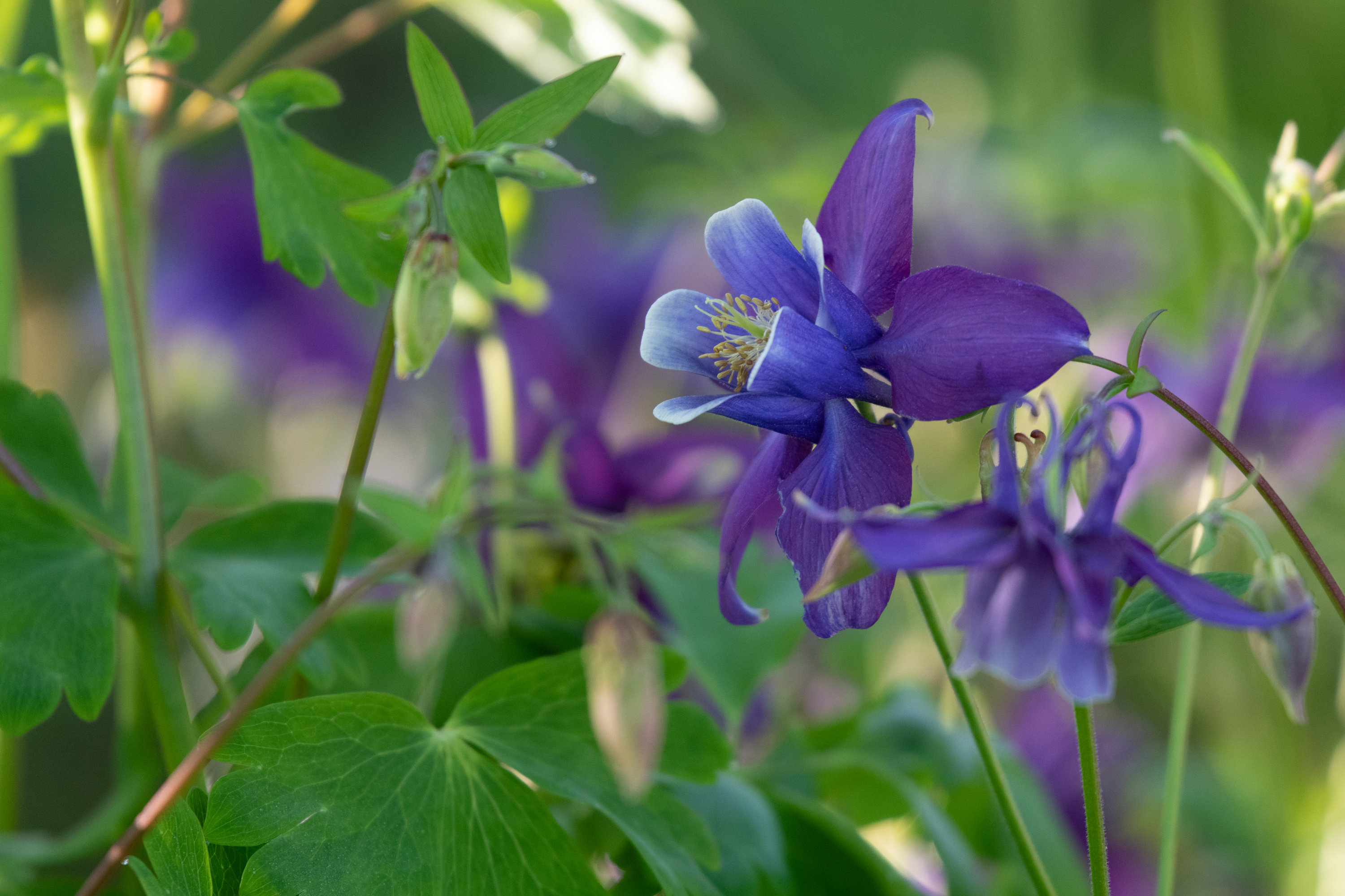 Ebern Designs Macray Blue Columbine On Canvas by Nancy Crowell Print ...