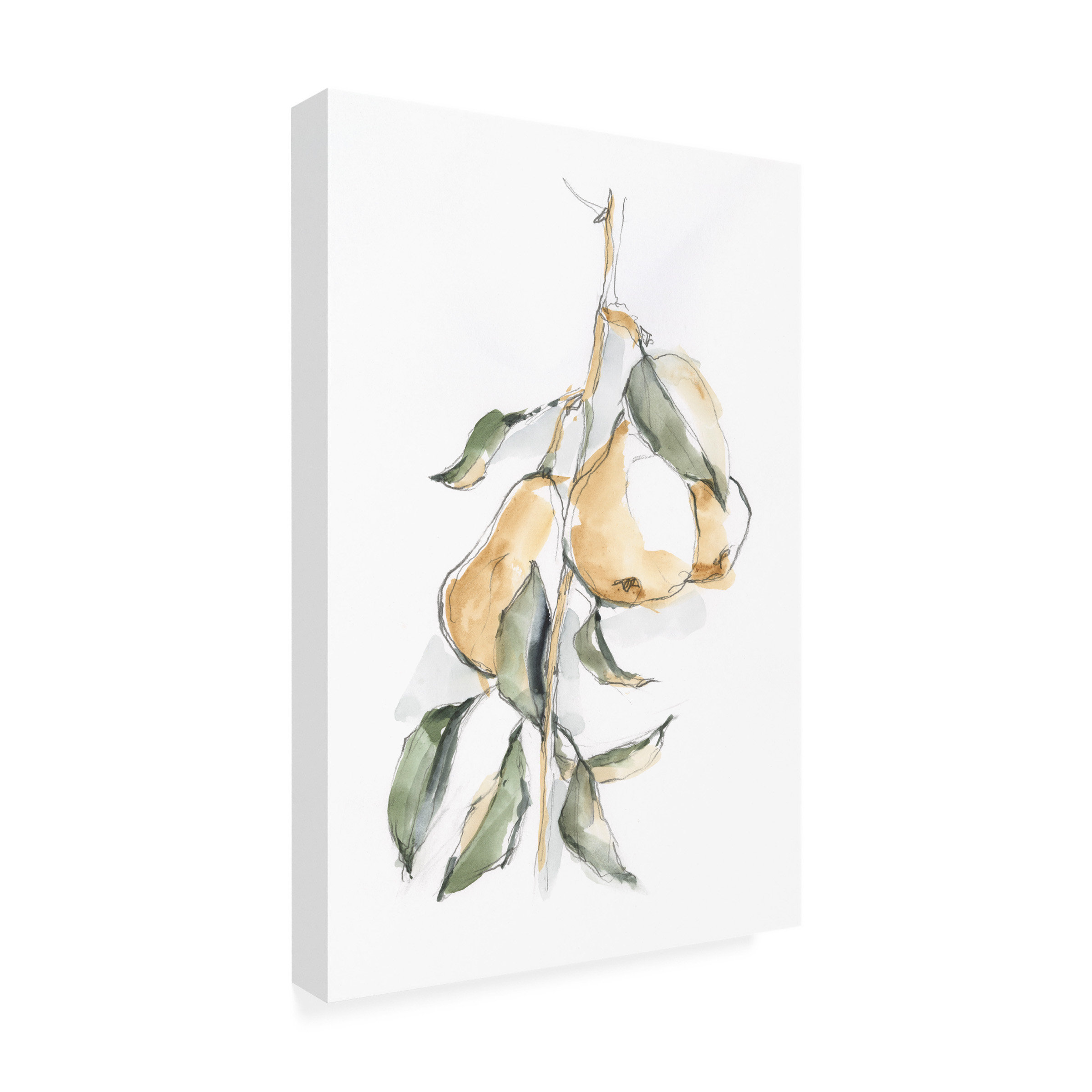 Winston Porter Watercolor Fruit Contour I On Canvas by Ethan Harper ...