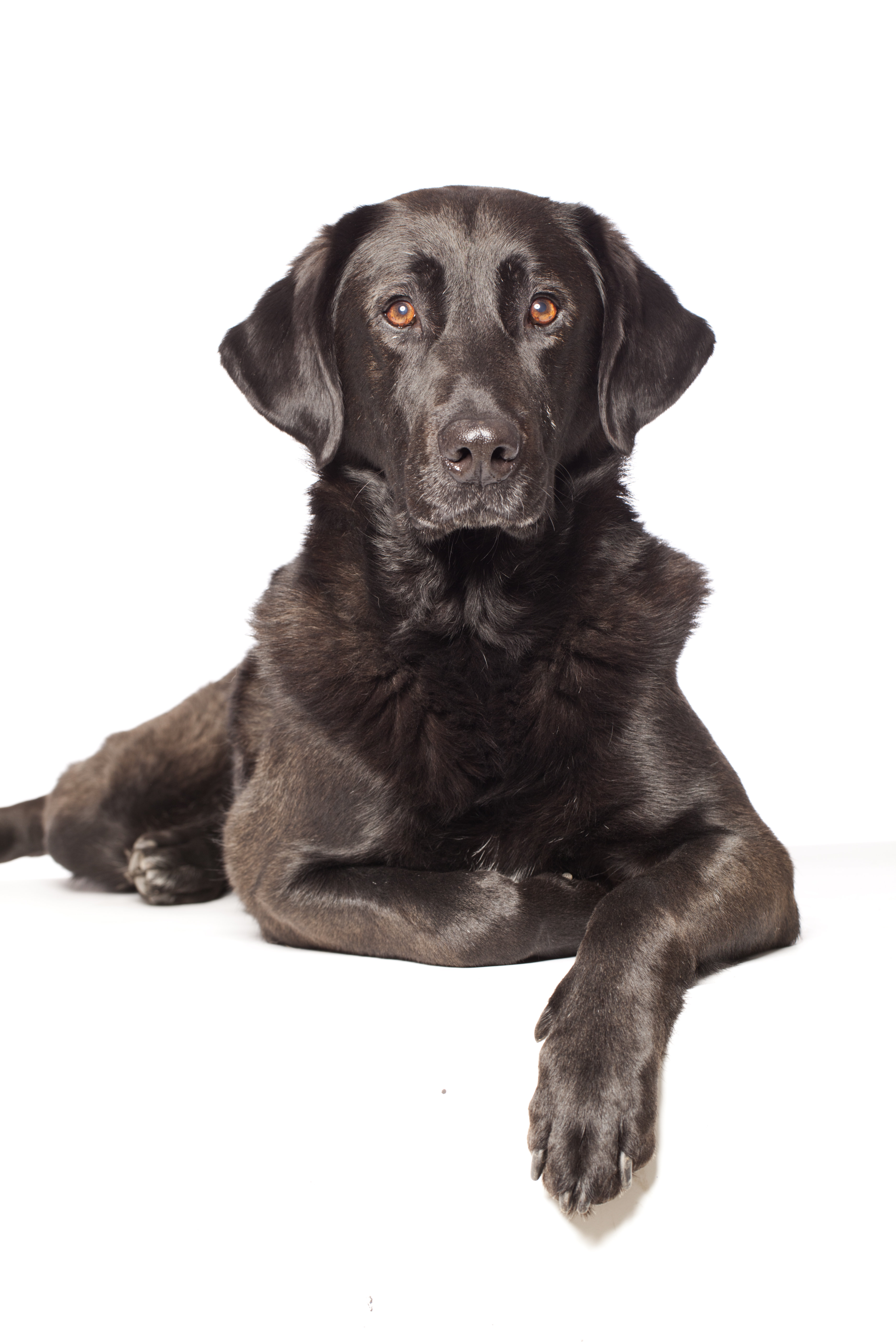 Latitude Run® Portrait of a Mixed Breed Labrador by Alvarez | Wayfair