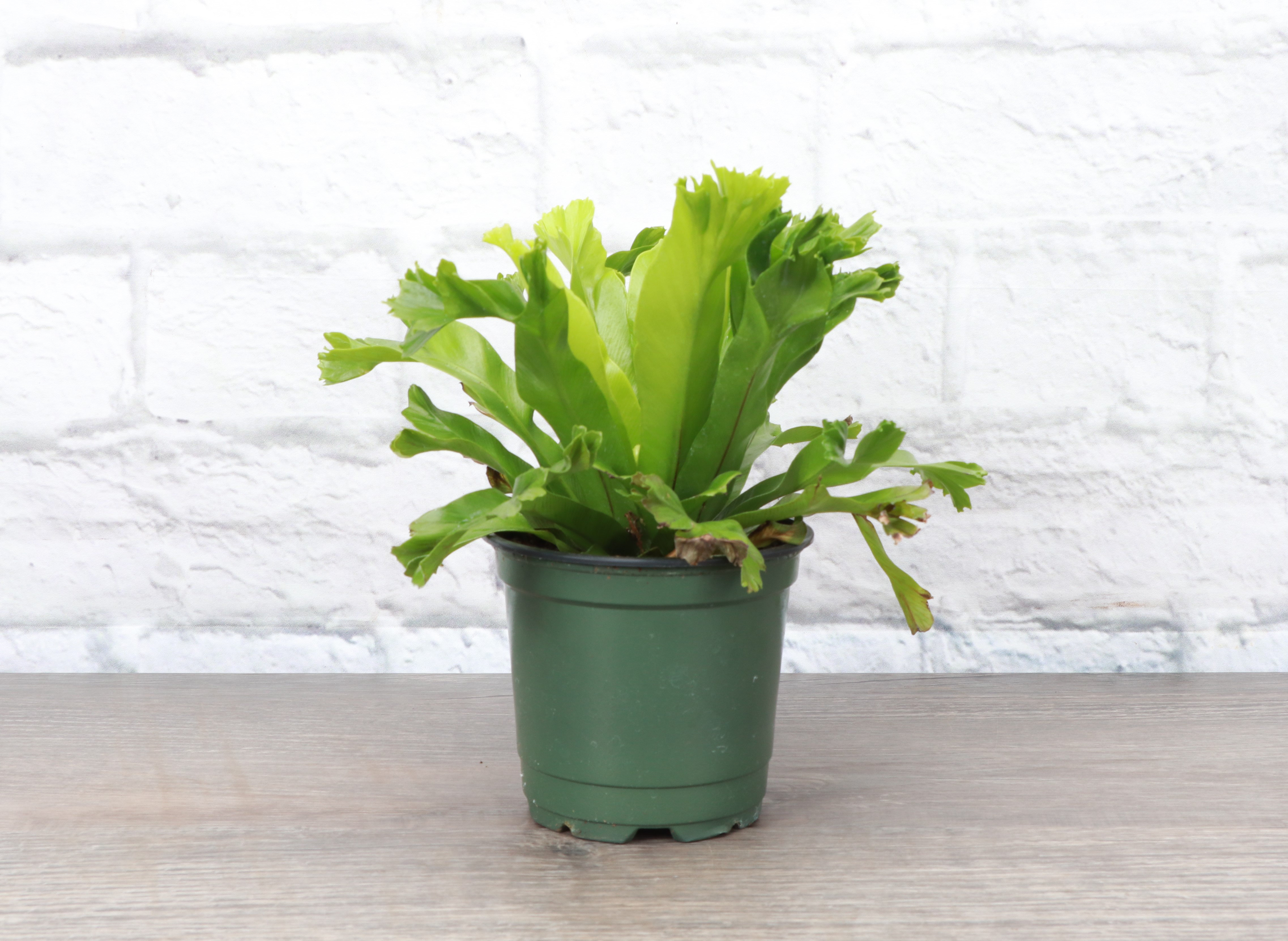 Thorsen's Greenhouse Live Leslie Bird's Nest Fern Plant | Perigold
