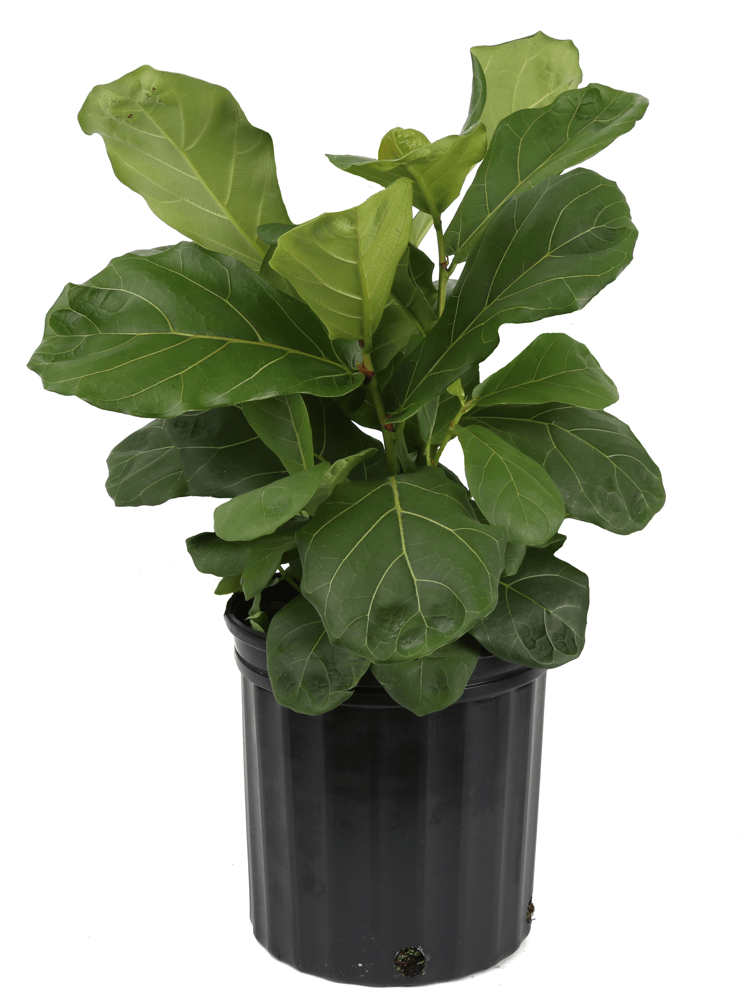 Costa Farms Live Fiddle Leaf Fig Plant in Nursery Pot & Reviews | Perigold