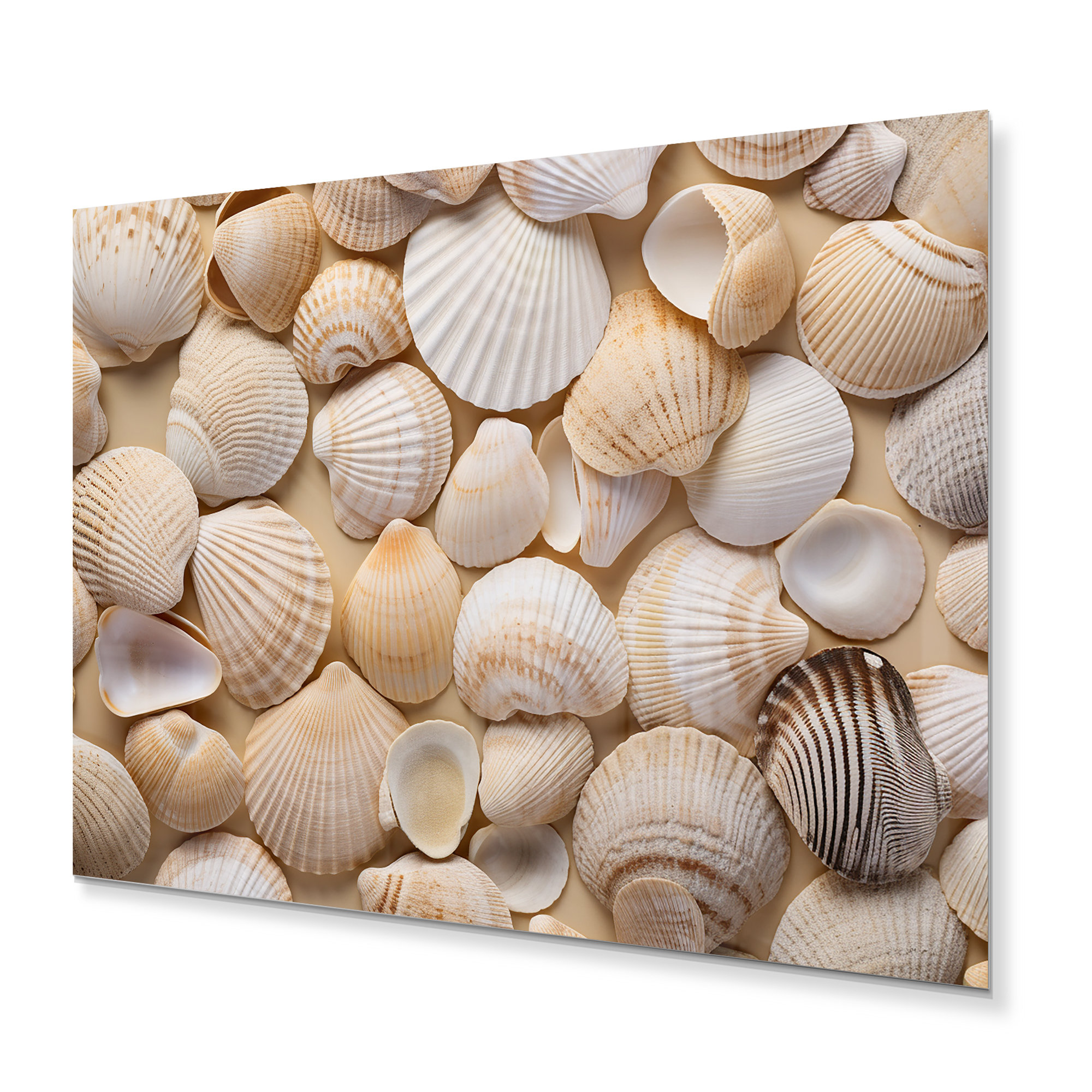 Highland Dunes Beige Clam Seashell Symphony II - Clam Metal Wall Decor ...