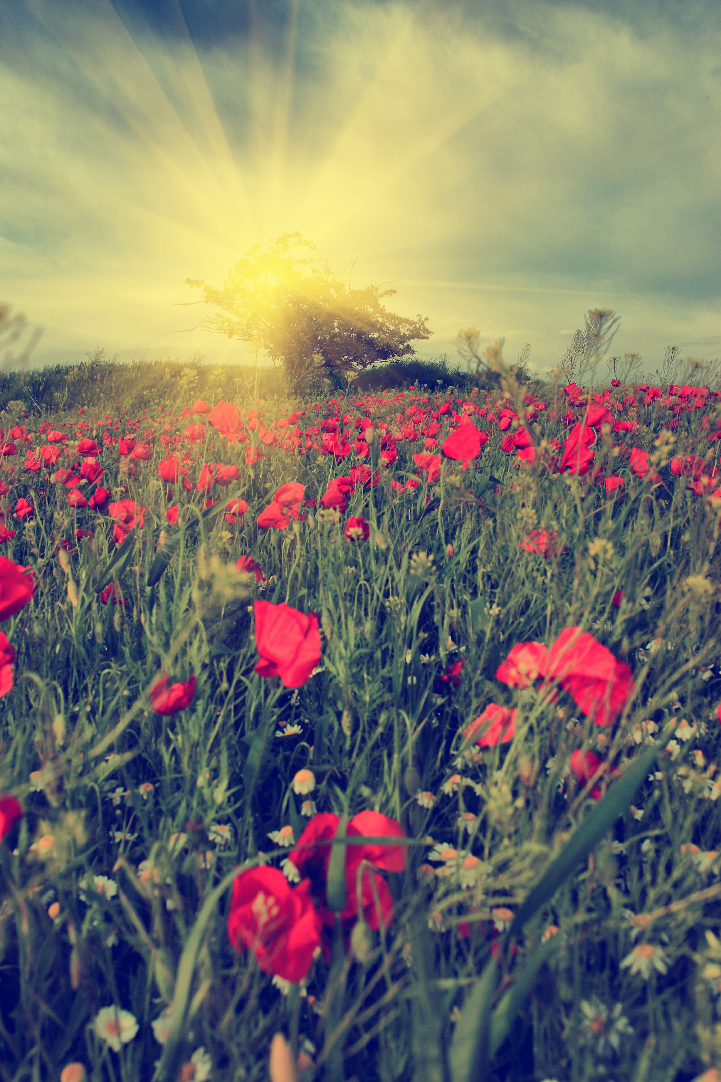 Ebern Designs Poppy Field by Balazskovacs - Wrapped Canvas Photograph ...