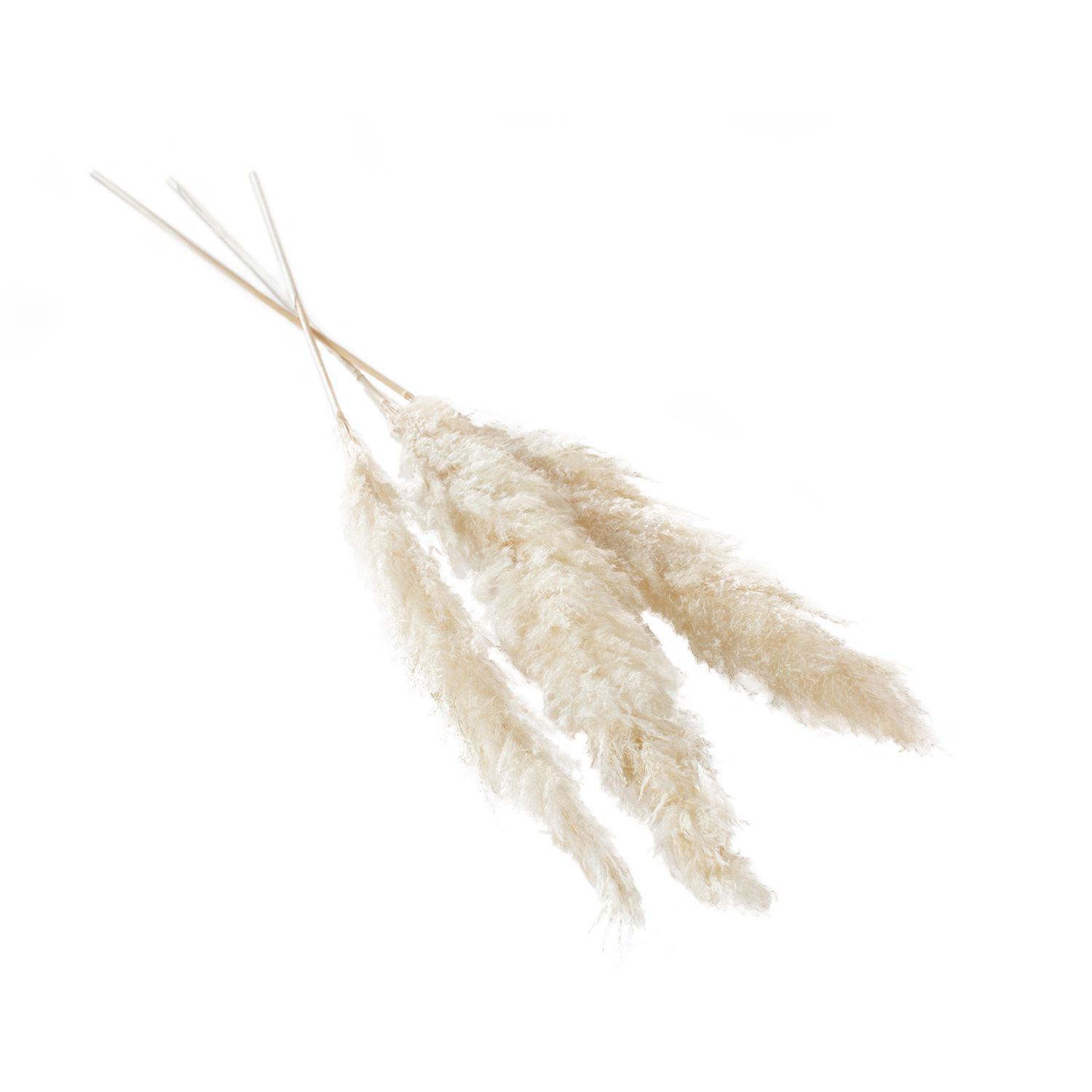Primrue Pampas Grass Mixed Stem | Birch Lane