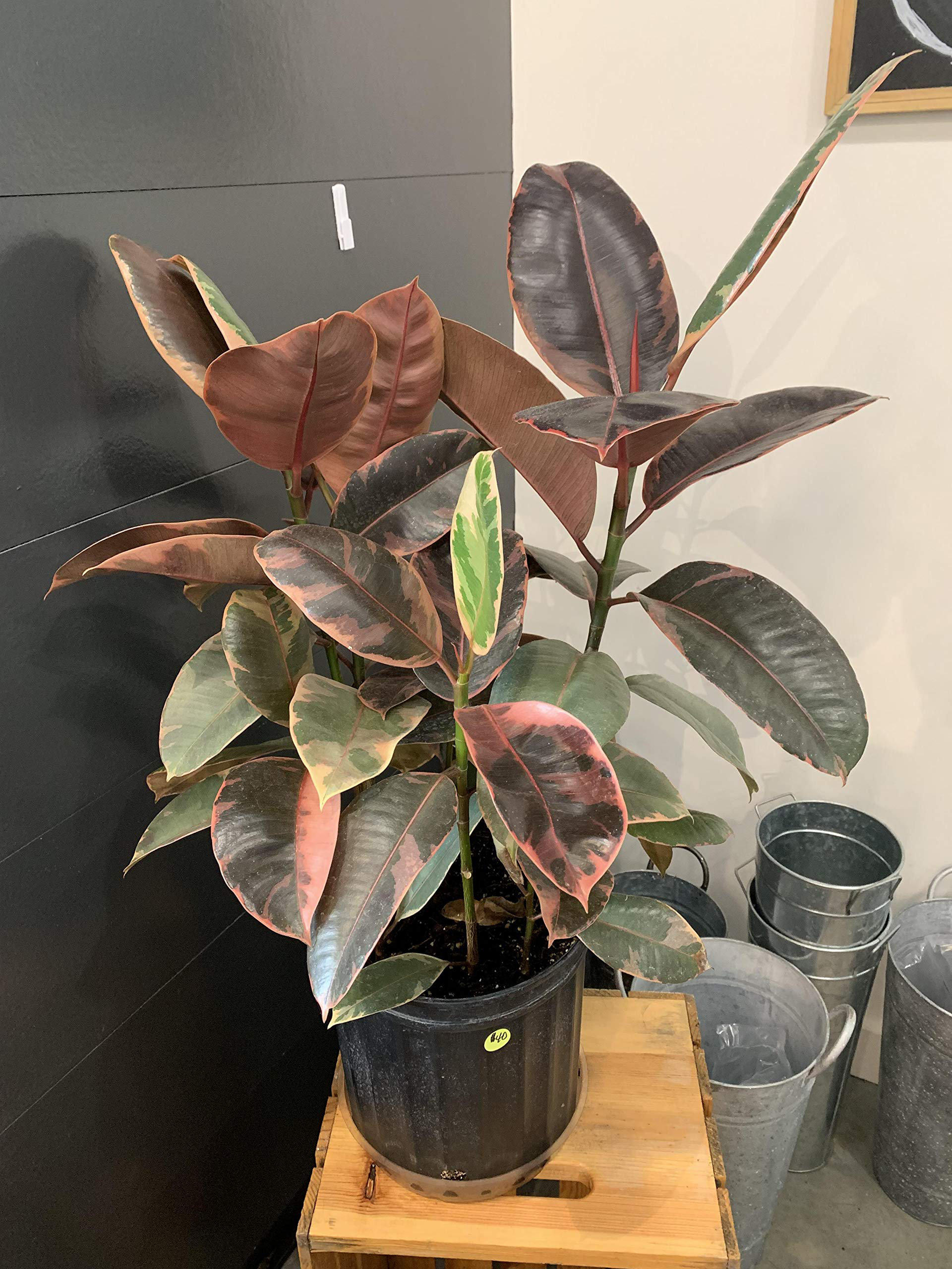 Wekiva Foliage LLC Ruby Ficus Rubber Plant - Live Plant in an 10 Inch ...