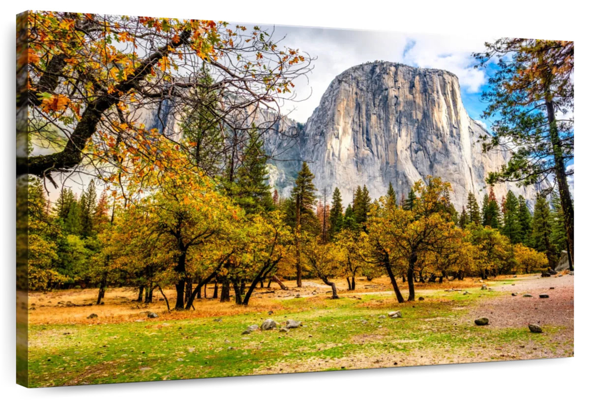 Millwood Pines Alvord Yosemite Valley Gold Foliage | Wayfair