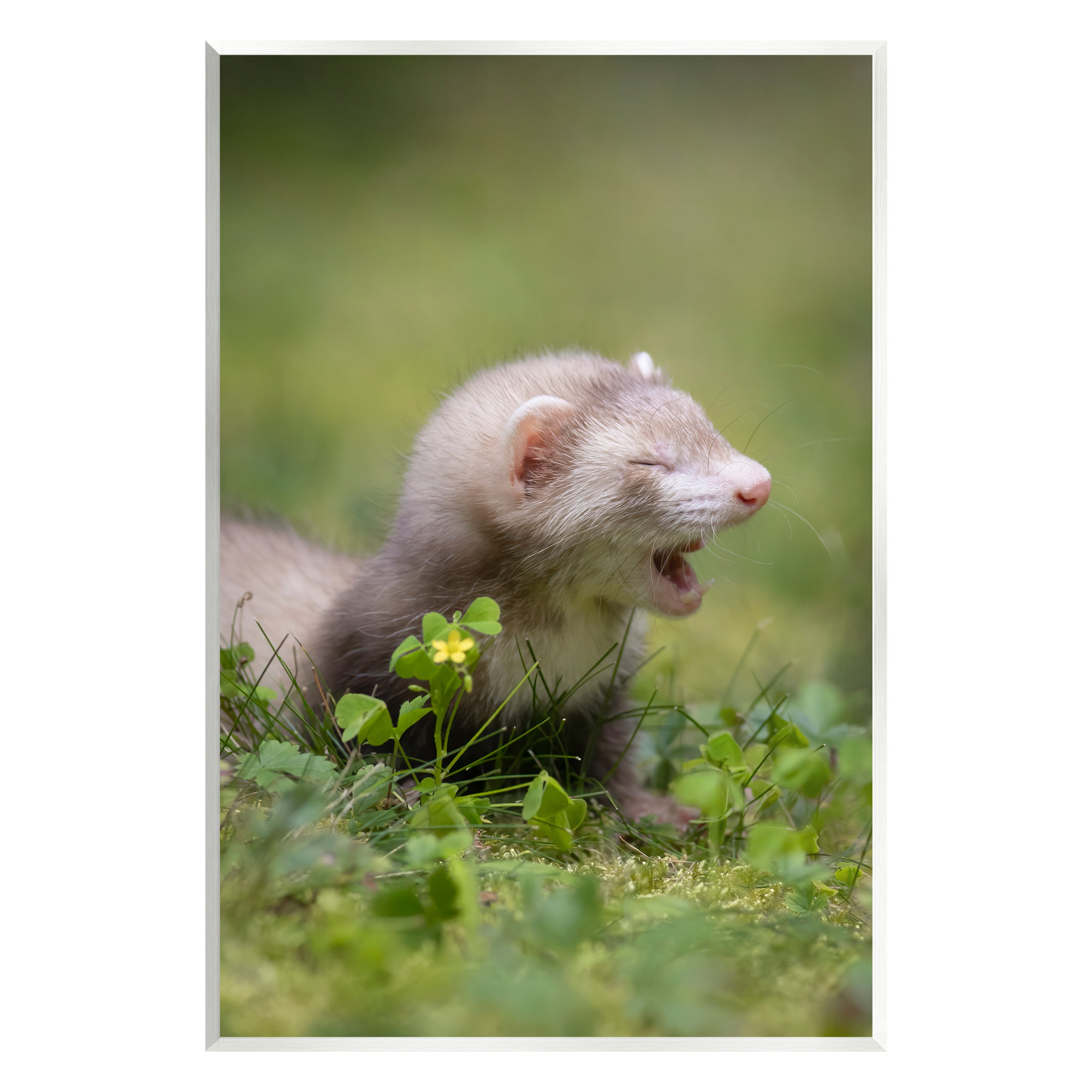 Stupell Industries Baby Ferret in Grass Wall Plaque Art by Darya ...