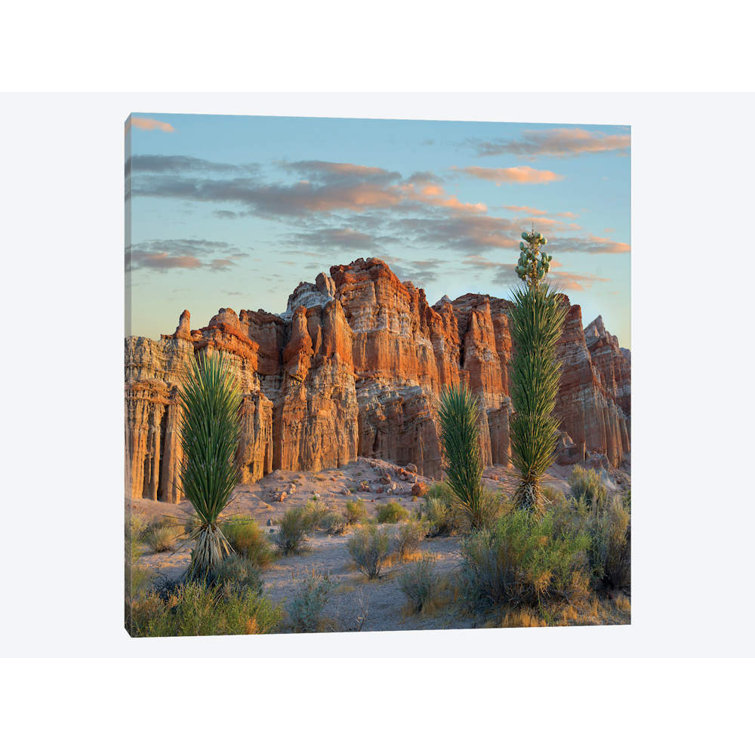 Bless international Joshua Tree Saplings And Cliffs, Red Rock Canyon ...