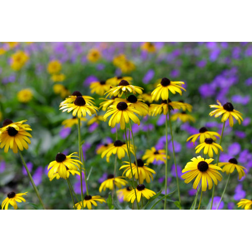 Ebern Designs Black Eyed Susan's On Canvas Print | Wayfair