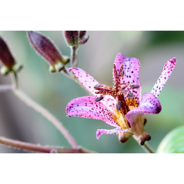 Ebern Designs Toad Lily On Canvas by Ouchi_Iro Print - Wayfair Canada