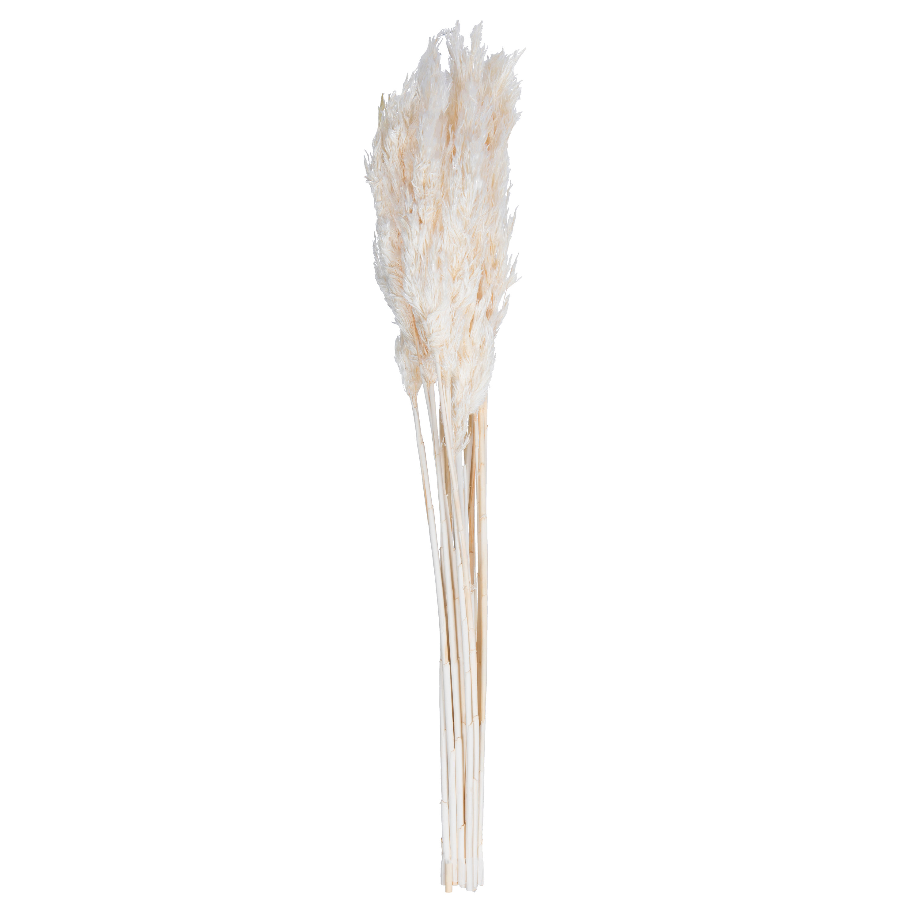 Freeport Park® Zellmer 36" Bleached Plume Reed Bundle (15-20 stems ...