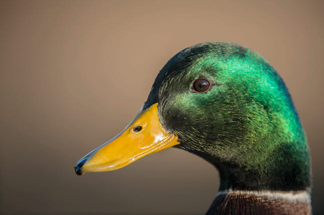 Gracie Oaks The Mallard Is A Dabbling Duck That Breeds Throughout The ...