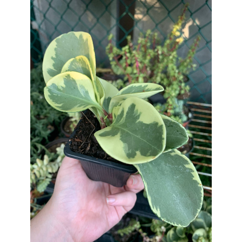Florida House Plants Variegated Spoonleaf Marble Rubber Peperomia | Wayfair