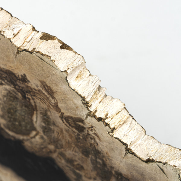 Lily's Living Lily''s Living Approx. 10-12"W Natural Stone Petrified ...