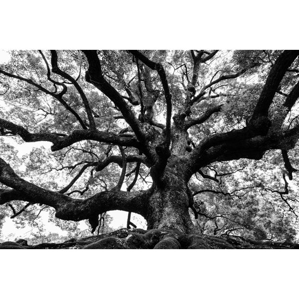 Millwood Pines Ancient Oak Tree On Canvas Photograph | Wayfair