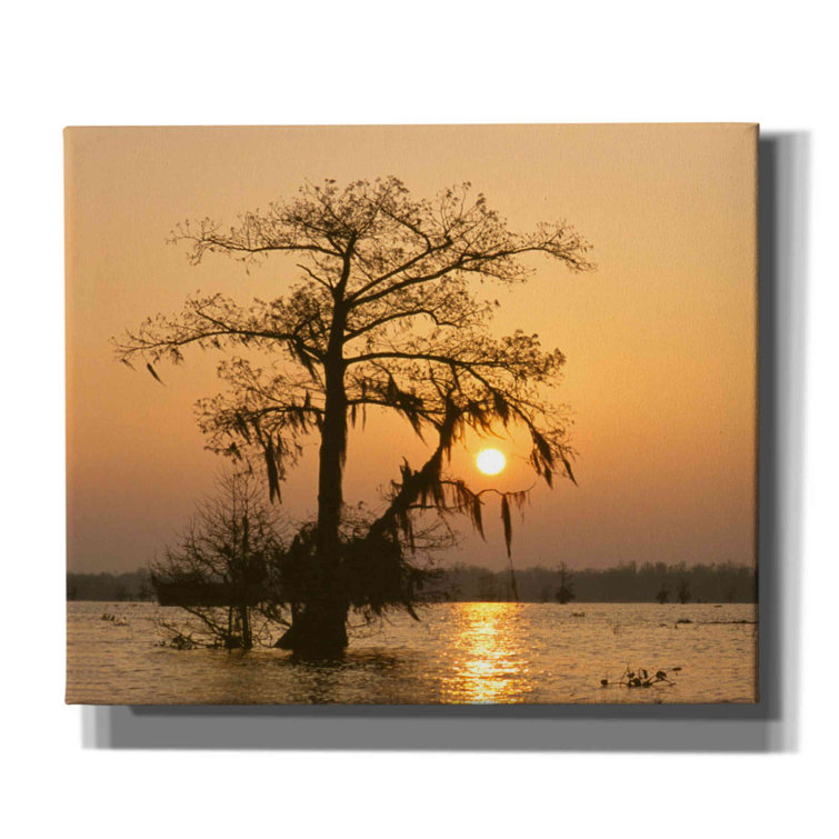 Red Barrel Studio® Cypress Proc On Canvas by Thomas Haney Print ...