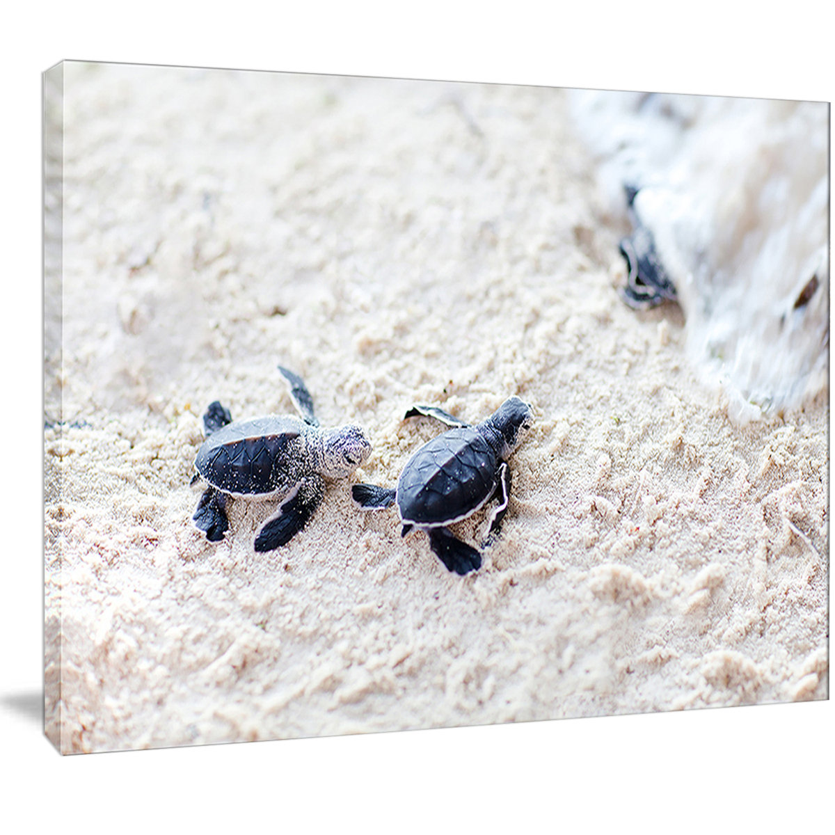 Design Art 'Baby Green Turtles on Sand' Photographic Print on Wrapped ...