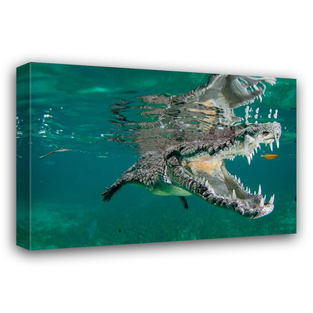 Dovecove Filion Nino the Croc - reproduction d'art sur toile tendue ...