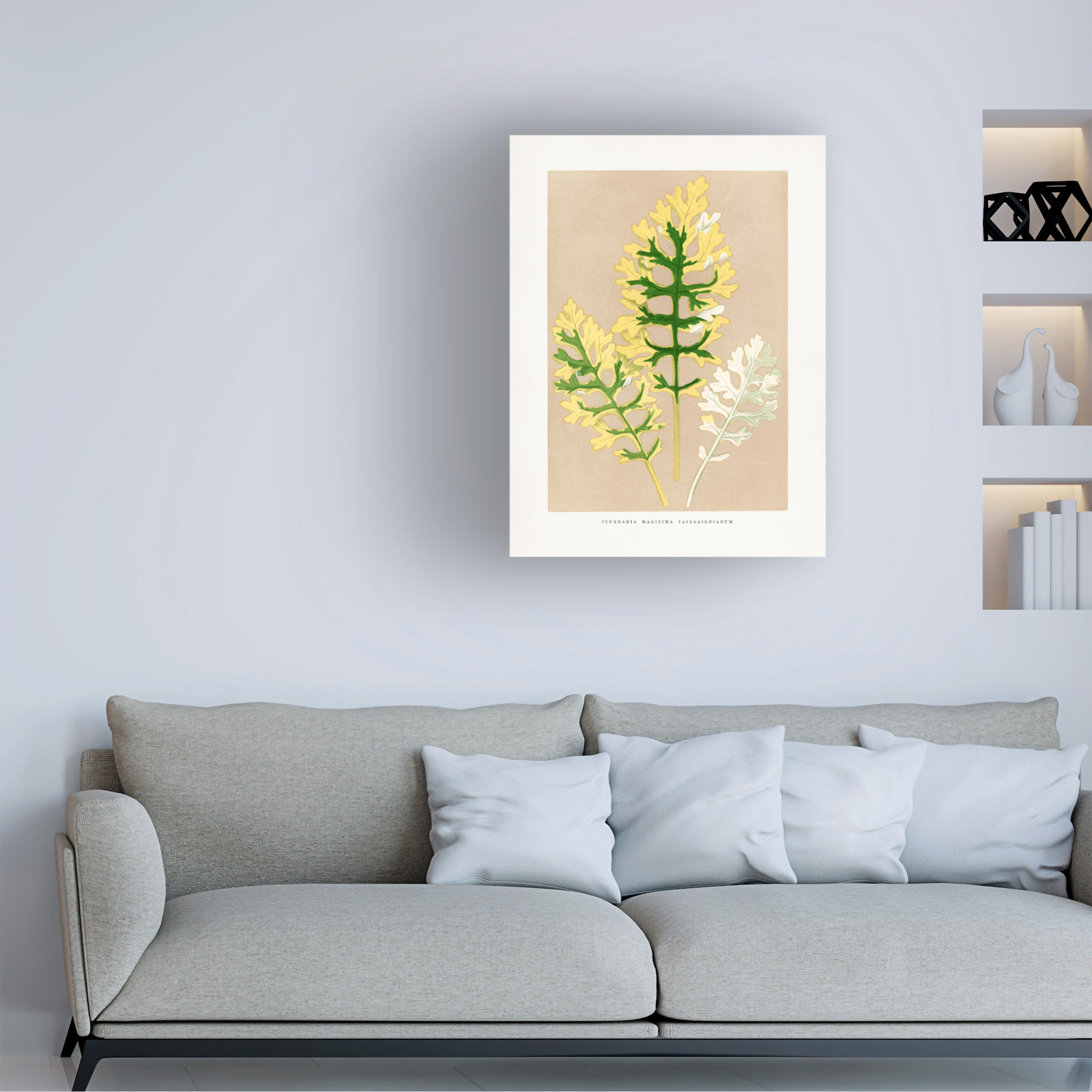 Ebern Designs Bolog Les Plantes A Cineraria Maritima Fairbairnianum ...