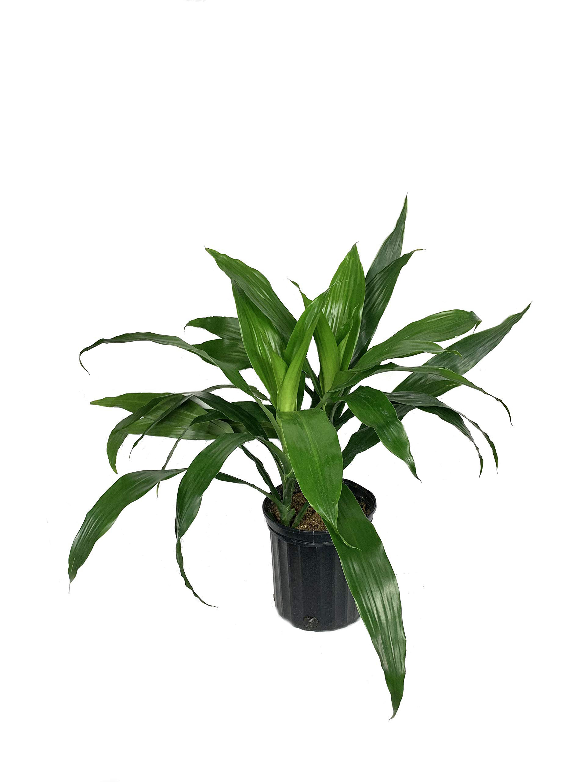 Wekiva Foliage LLC Dracaena Janet Craig Bush - Live Plant in a 8 Inch ...