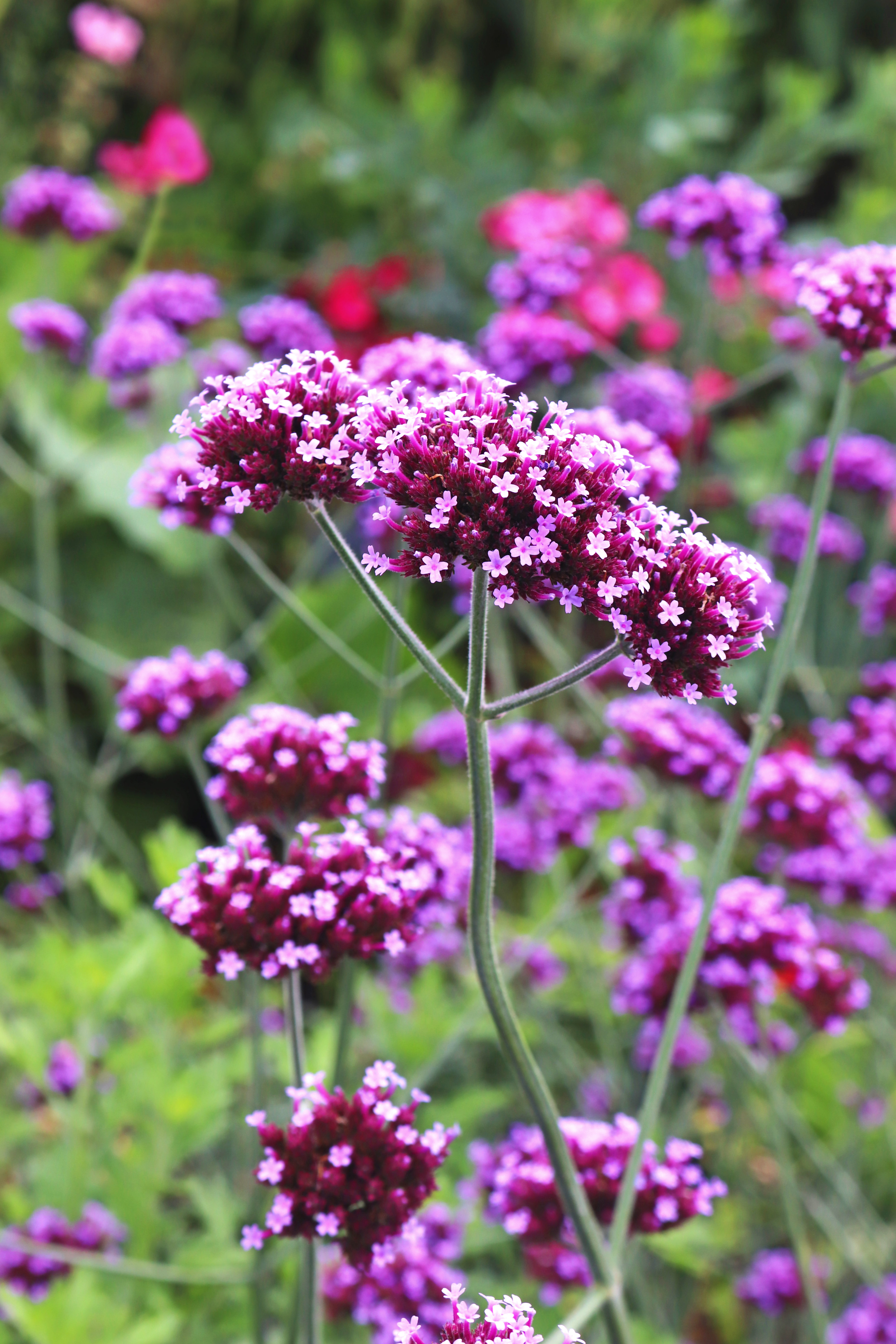 Ebern Designs Verbena Blossoms - Wrapped Canvas Photograph | Wayfair
