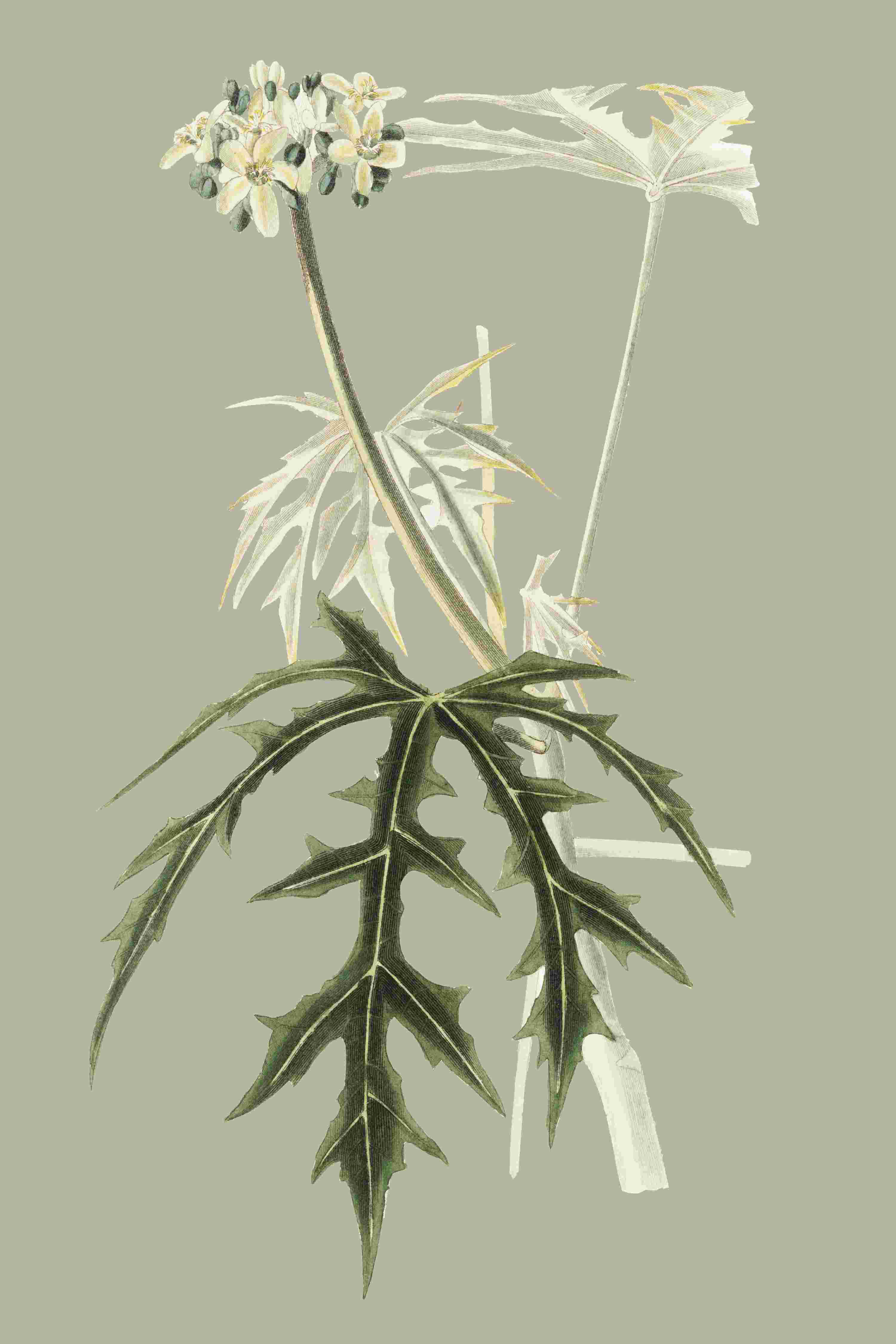 Red Barrel Studio® " Botanical Cabinet V " by E. W. Cooke Painting ...