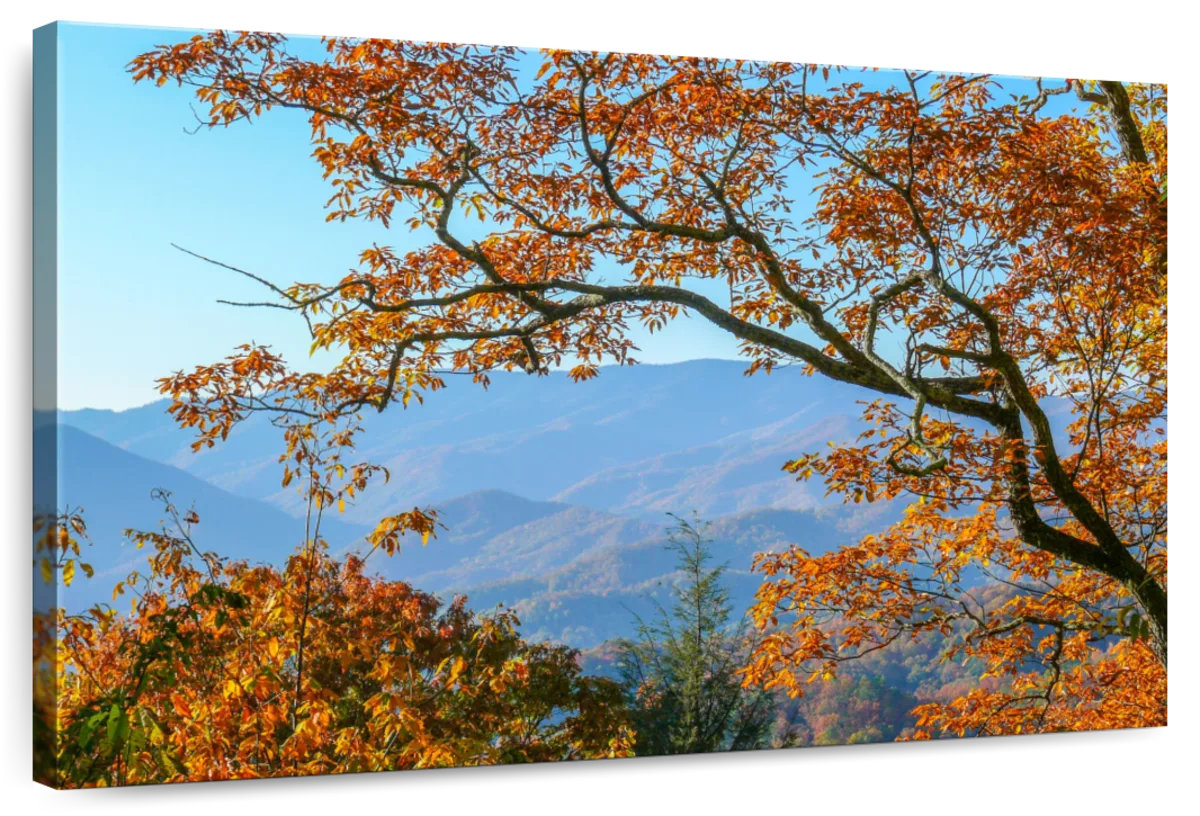 Millwood Pines Alvord Smoky Mountain Autumn Trees | Wayfair
