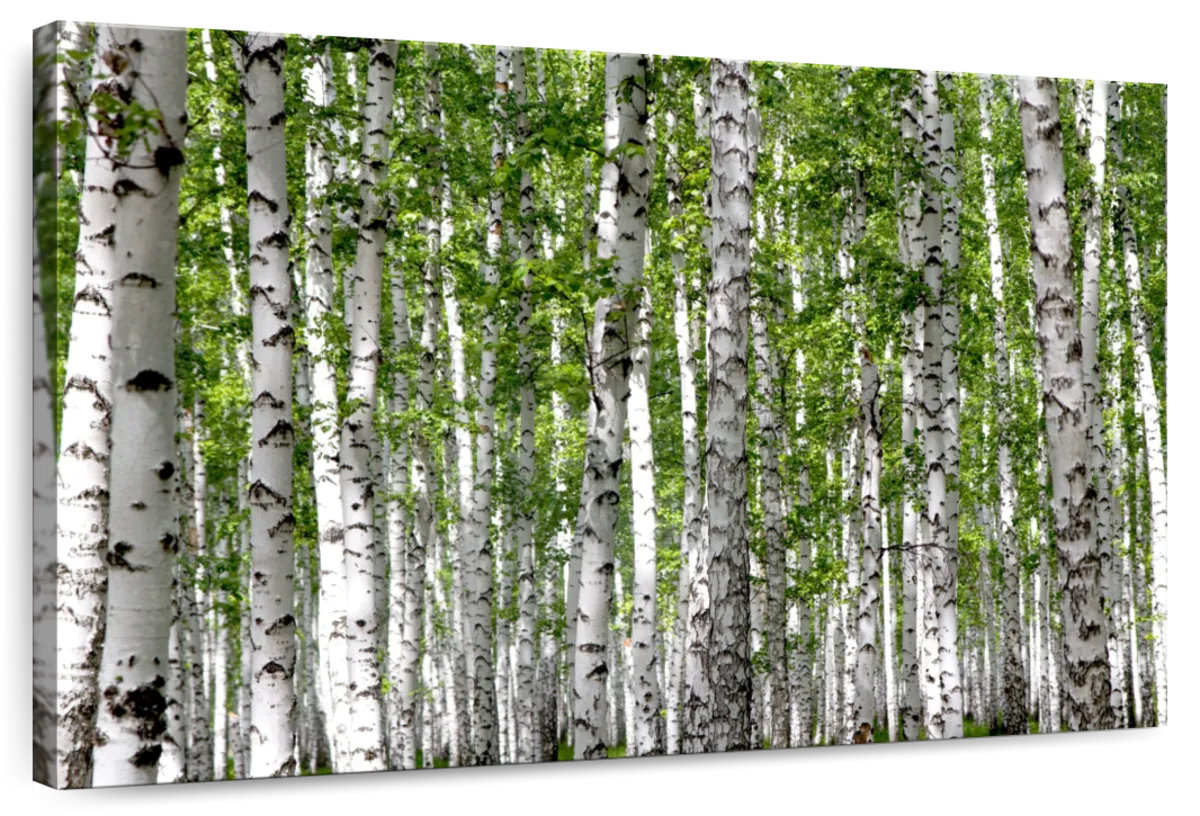 Lark Manor Harnek Summer Birch Trees - Wayfair Canada
