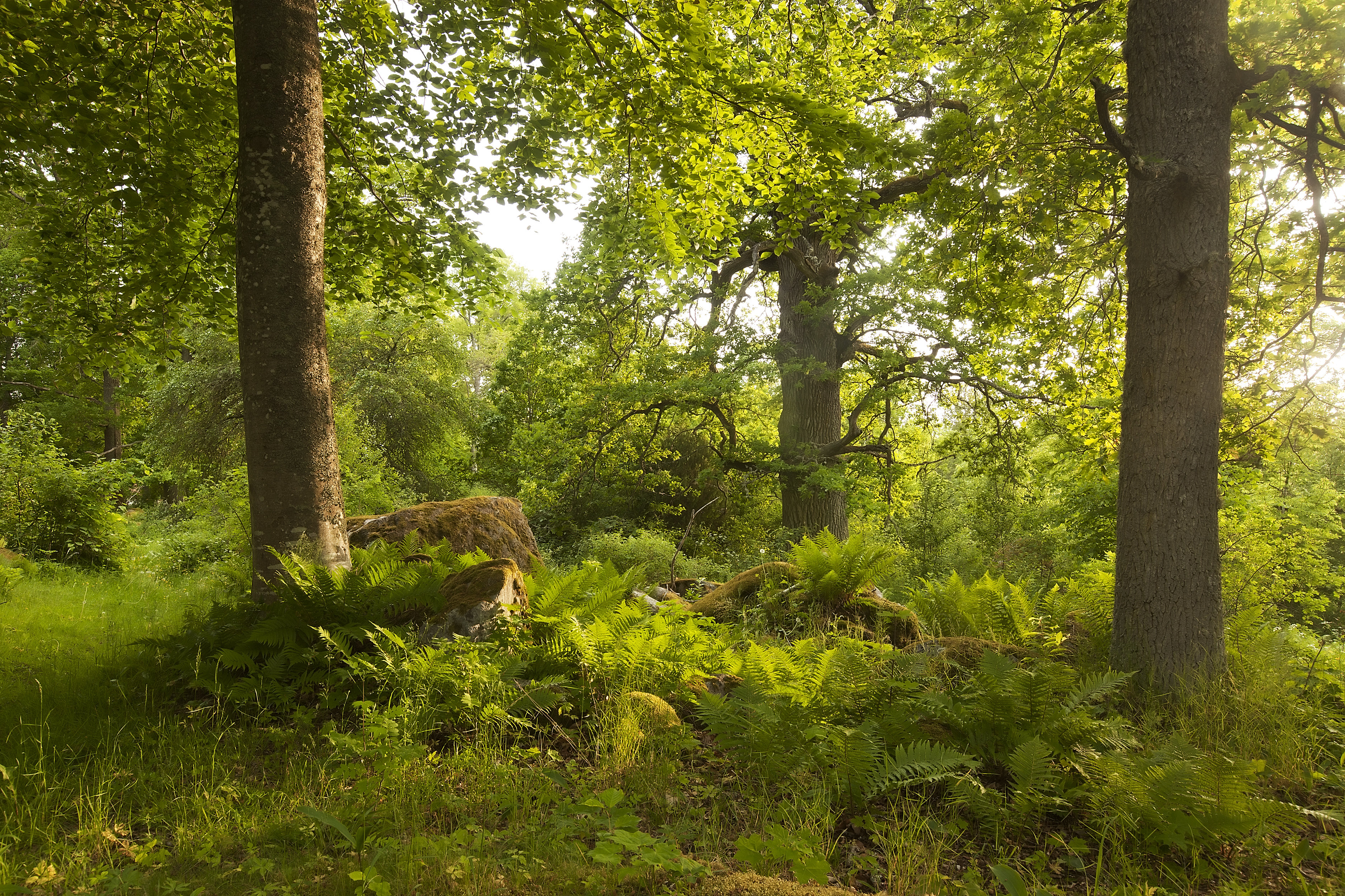 Wildon Home® Orrtanna Forest in ÅHolmen - Wrapped Canvas Photograph ...