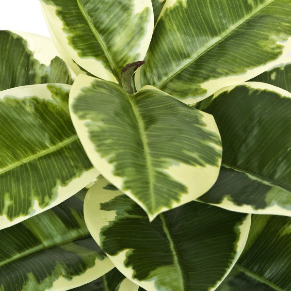 17 Stories Artificial Real Touch Rubber Plant in Pot | Wayfair.co.uk