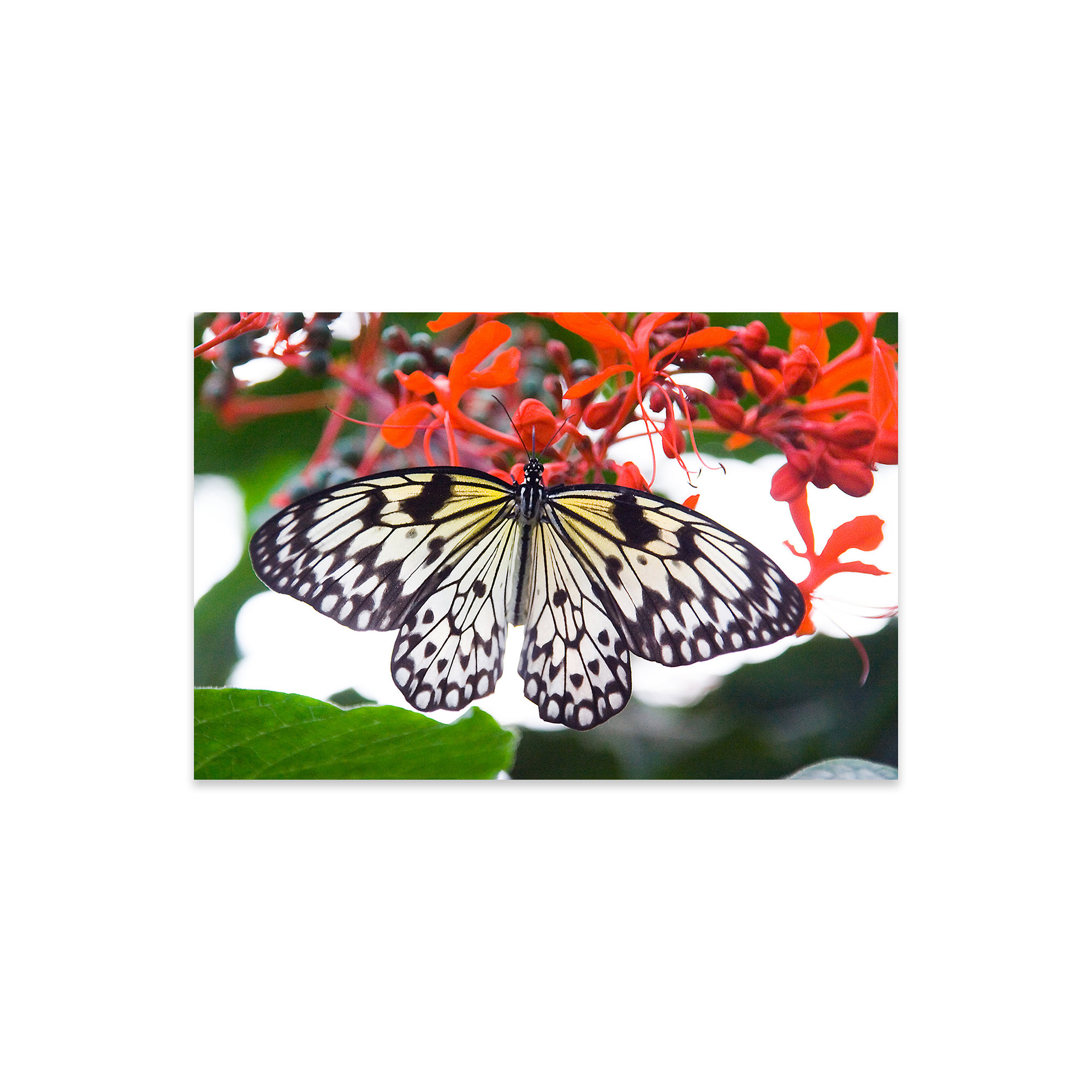 Gracie Oaks White Butterfly Print On Acrylic Glass - Wayfair Canada