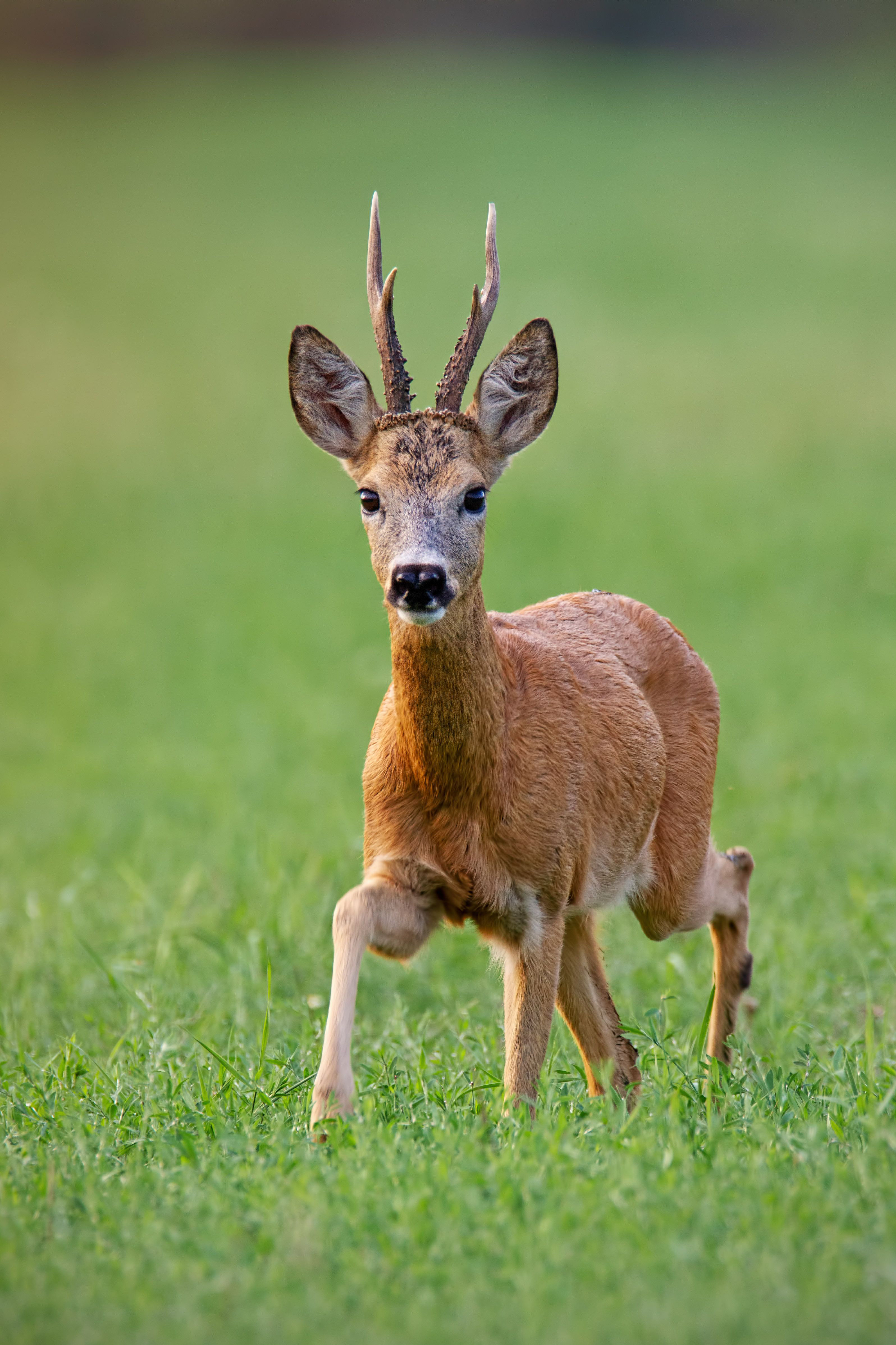 Millwood Pines Alai Male Roe Deer Buck by - Wrapped Canvas Photograph ...