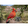 Hi-Line Gift Ltd. Motion Activated Singing Cardinal Standing on Stump ...