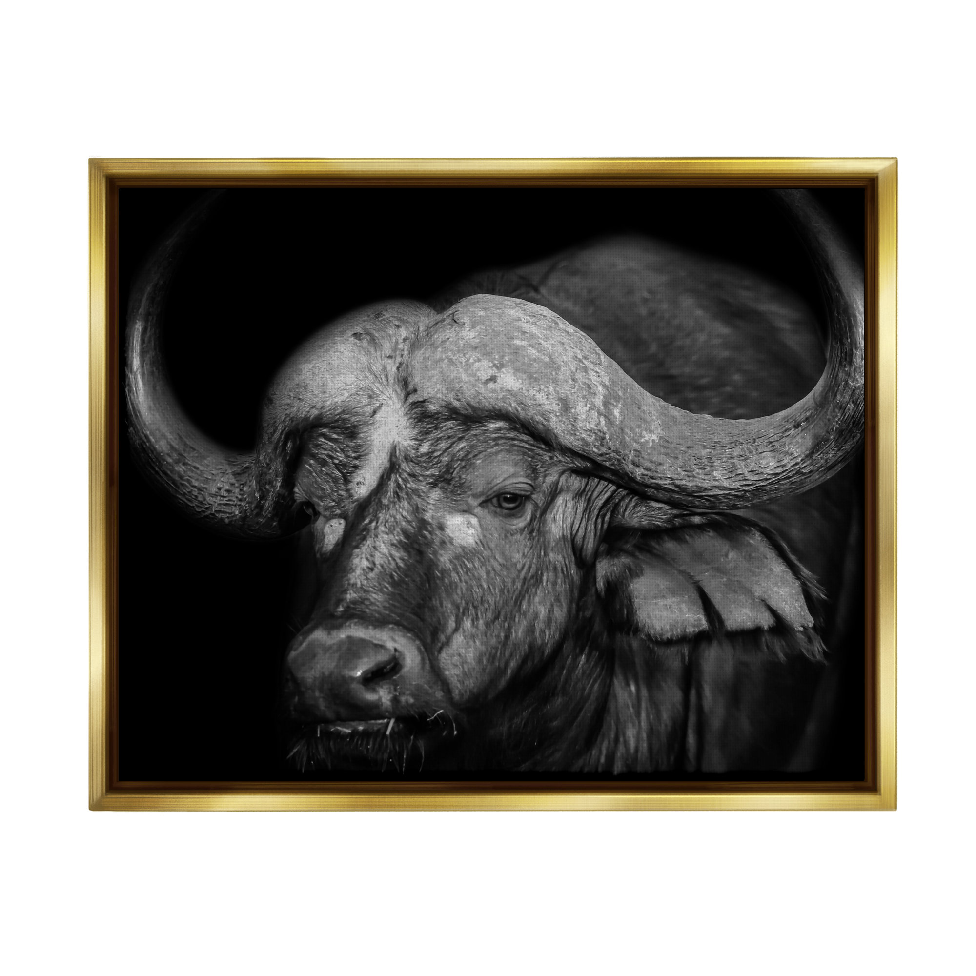 Gracie Oaks Dark Buffalo Photography Framed Floater Canvas Wall Art ...