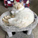 Archie & Oscar™ 21" Hamil Cradle Cat Condo & Reviews | Wayfair